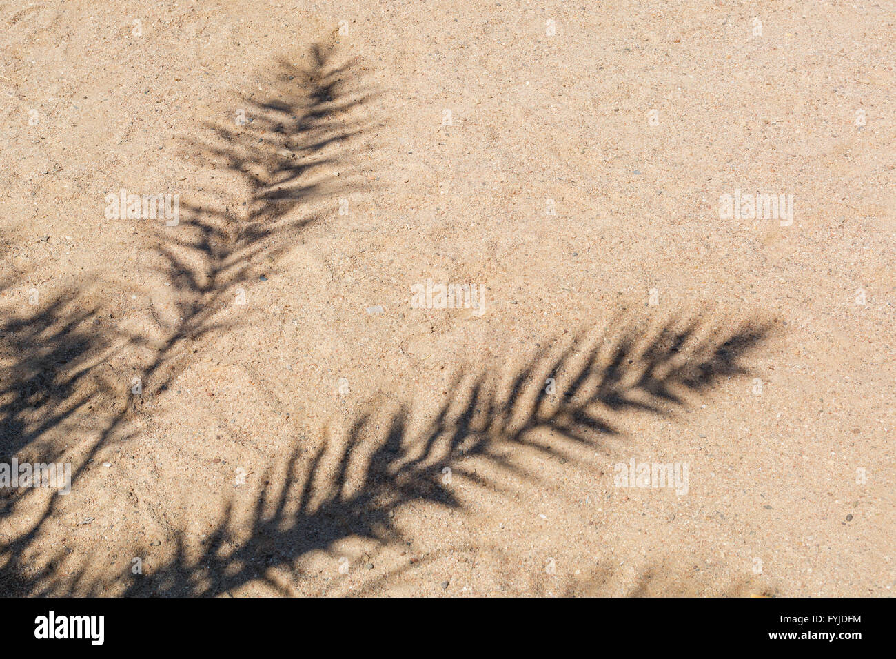 Palm trees cast shadows on hi-res stock photography and images - Alamy