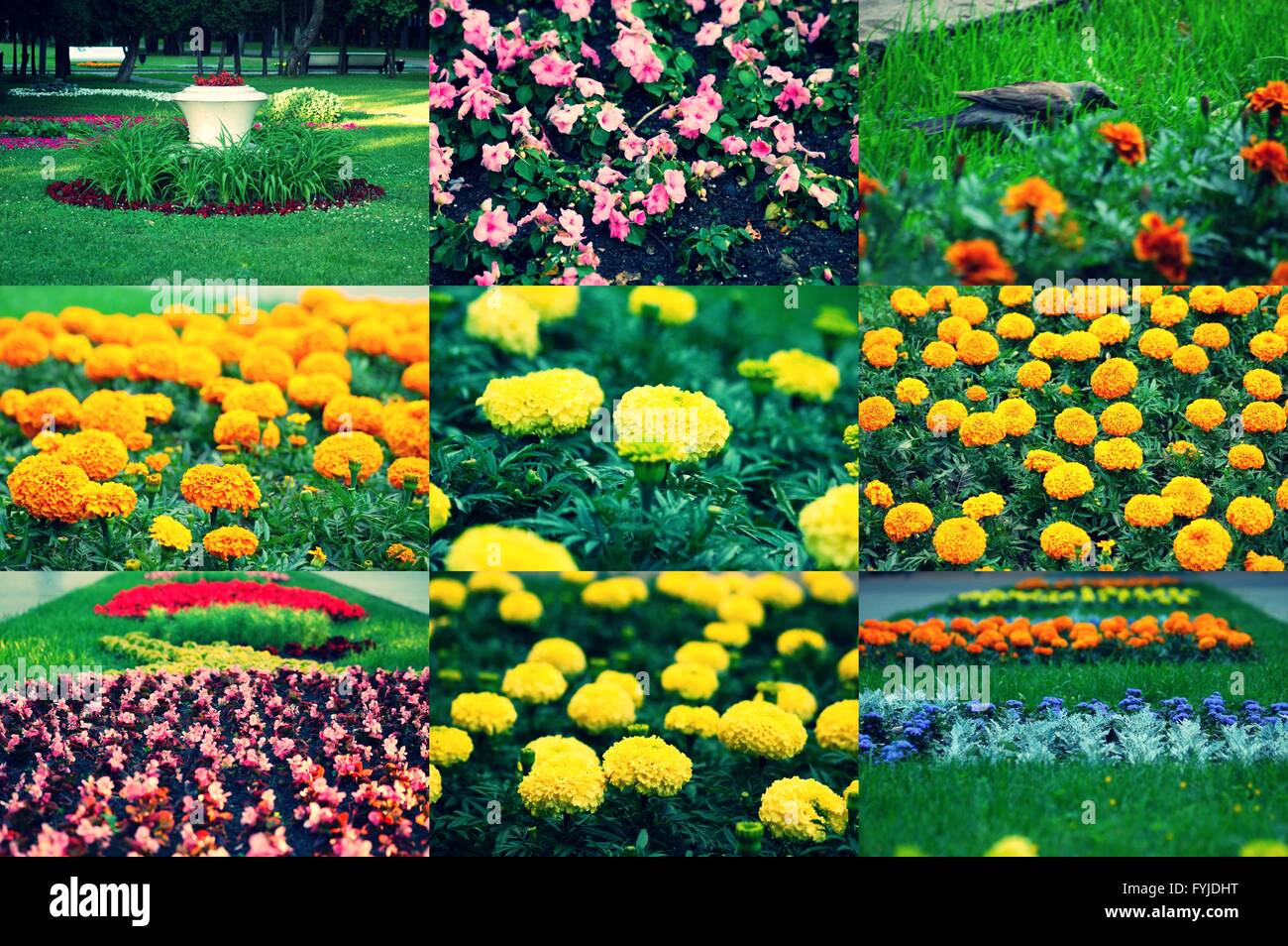 Set of different flowers of spring flowerbed, collection of images ...