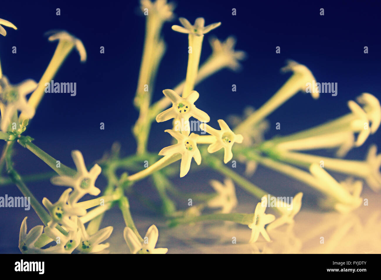 Night blooming cestrum cestrum nocturnum hi-res stock photography and ...