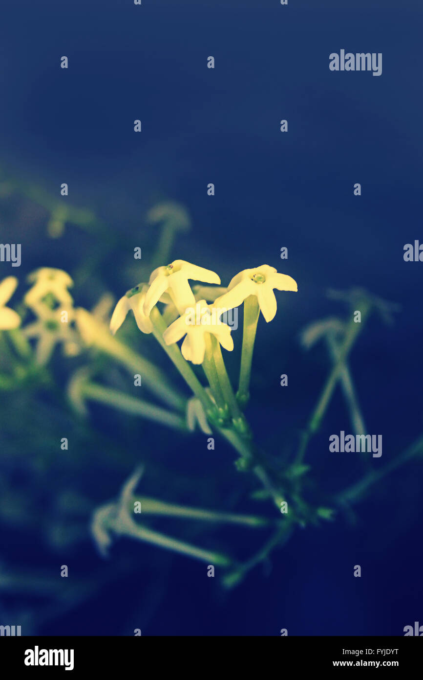 Night blooming cestrum cestrum nocturnum hi-res stock photography and ...