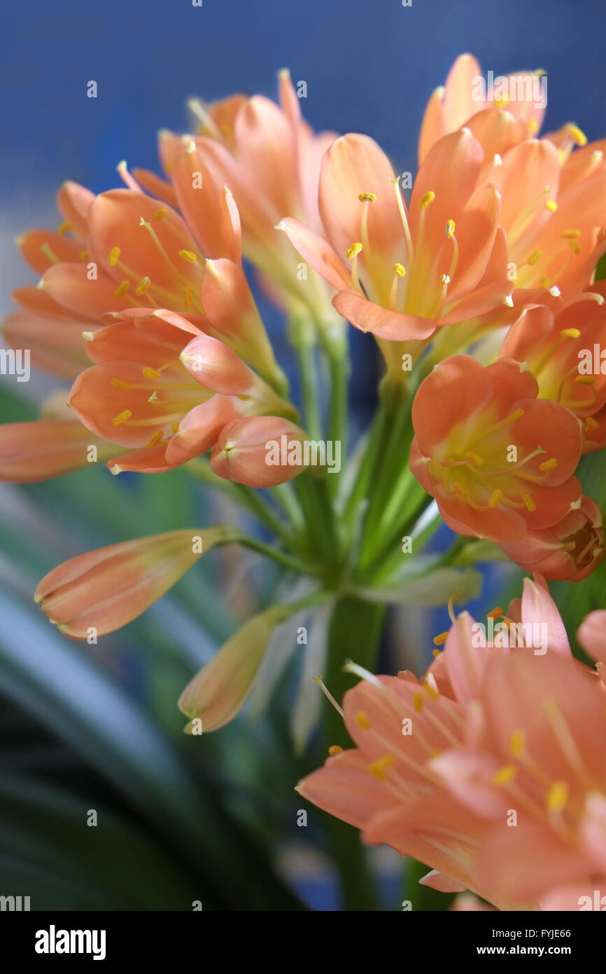 Clivia Lily, Clivia Stock Photo - Alamy