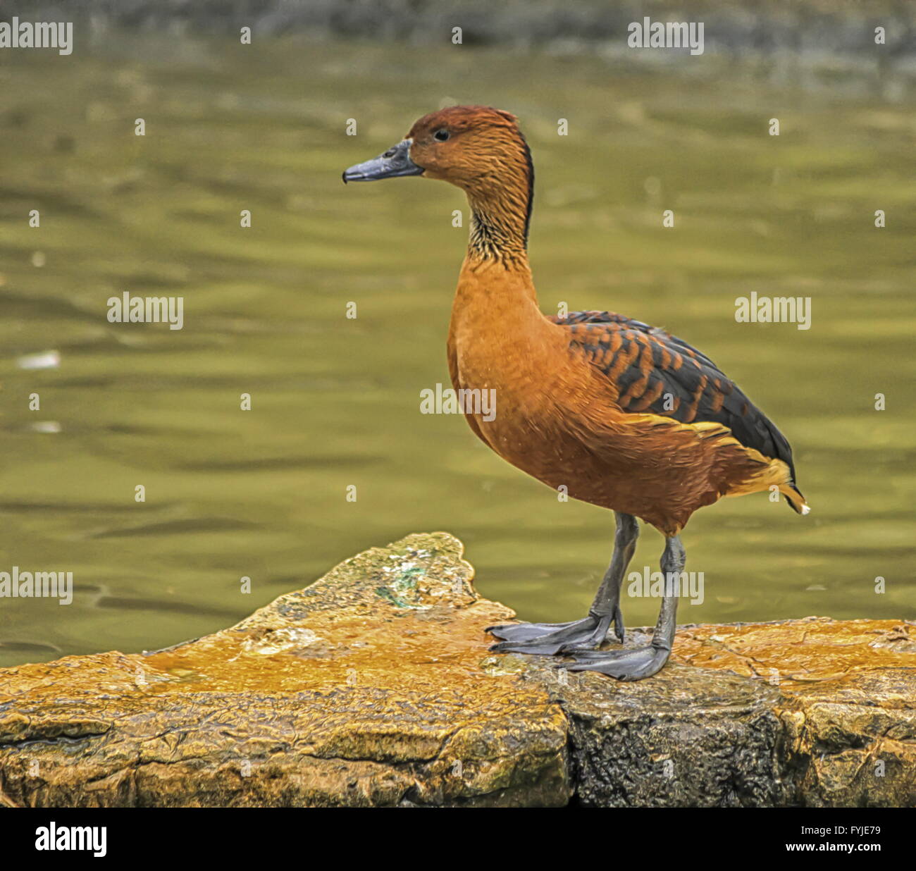 Fulvous whistling or tree duck, dendrocygna bicolor Stock Photo - Alamy