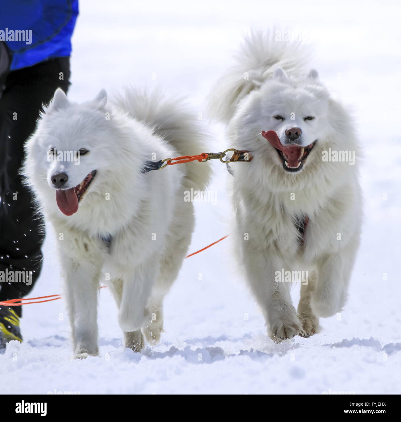 Sled samoyed dogs in speed racing, Moss, Switzerland Stock Photo - Alamy