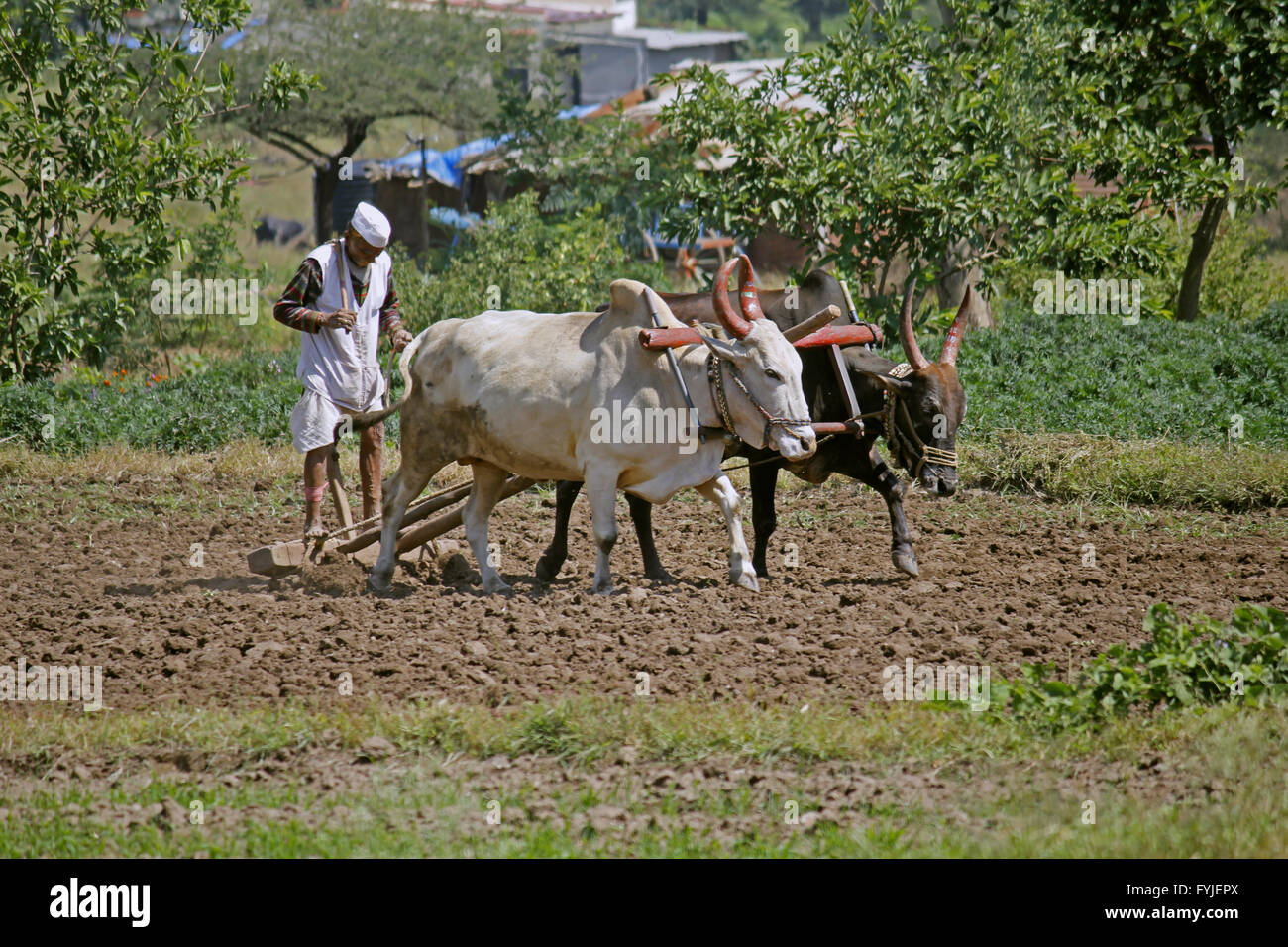 Animals ploughing field hi-res stock photography and images - Alamy