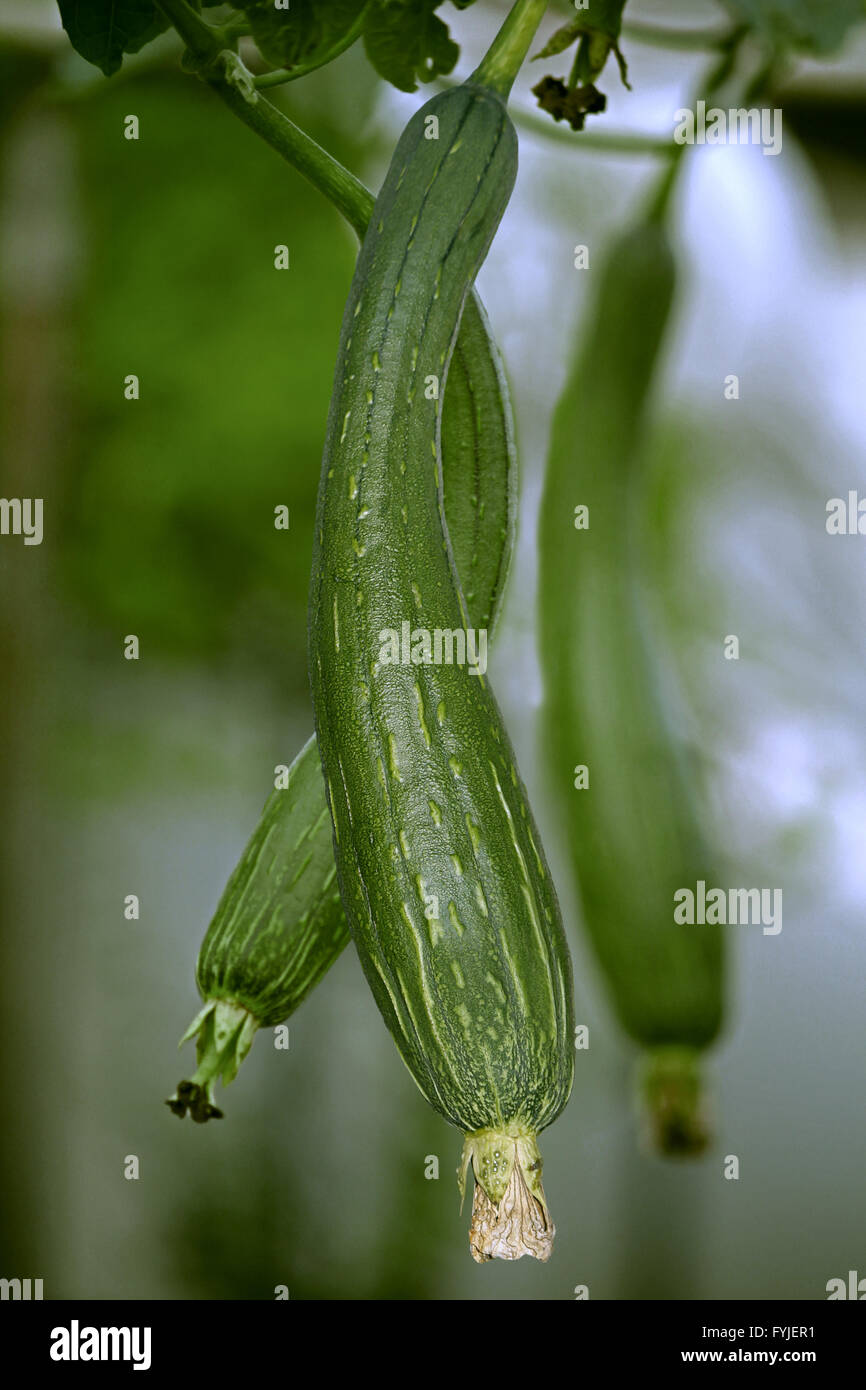 Luffa aegyptiaca, aka Egyptian cucumber Stock Photo - Alamy
