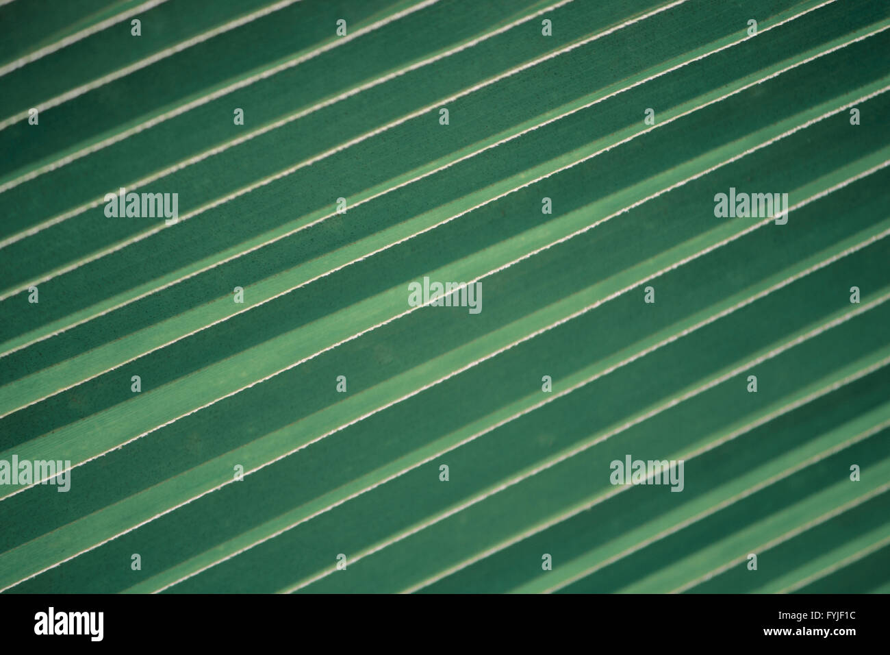 Green coconut leaf pattern Stock Photo - Alamy