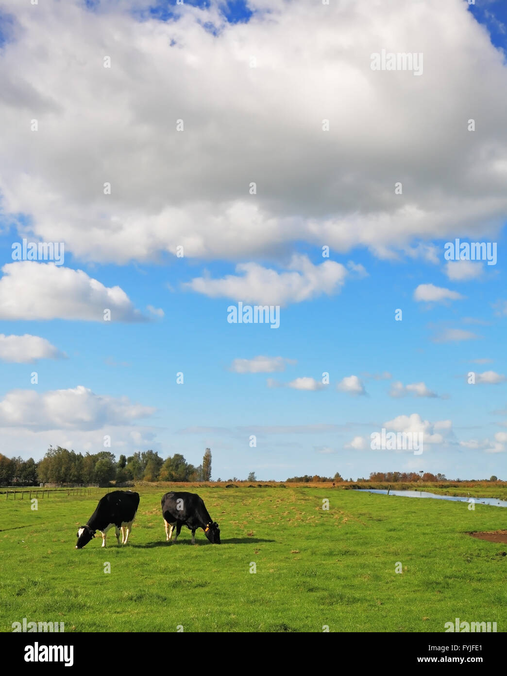 Obese and clean cows grazing in the meadows Stock Photo - Alamy