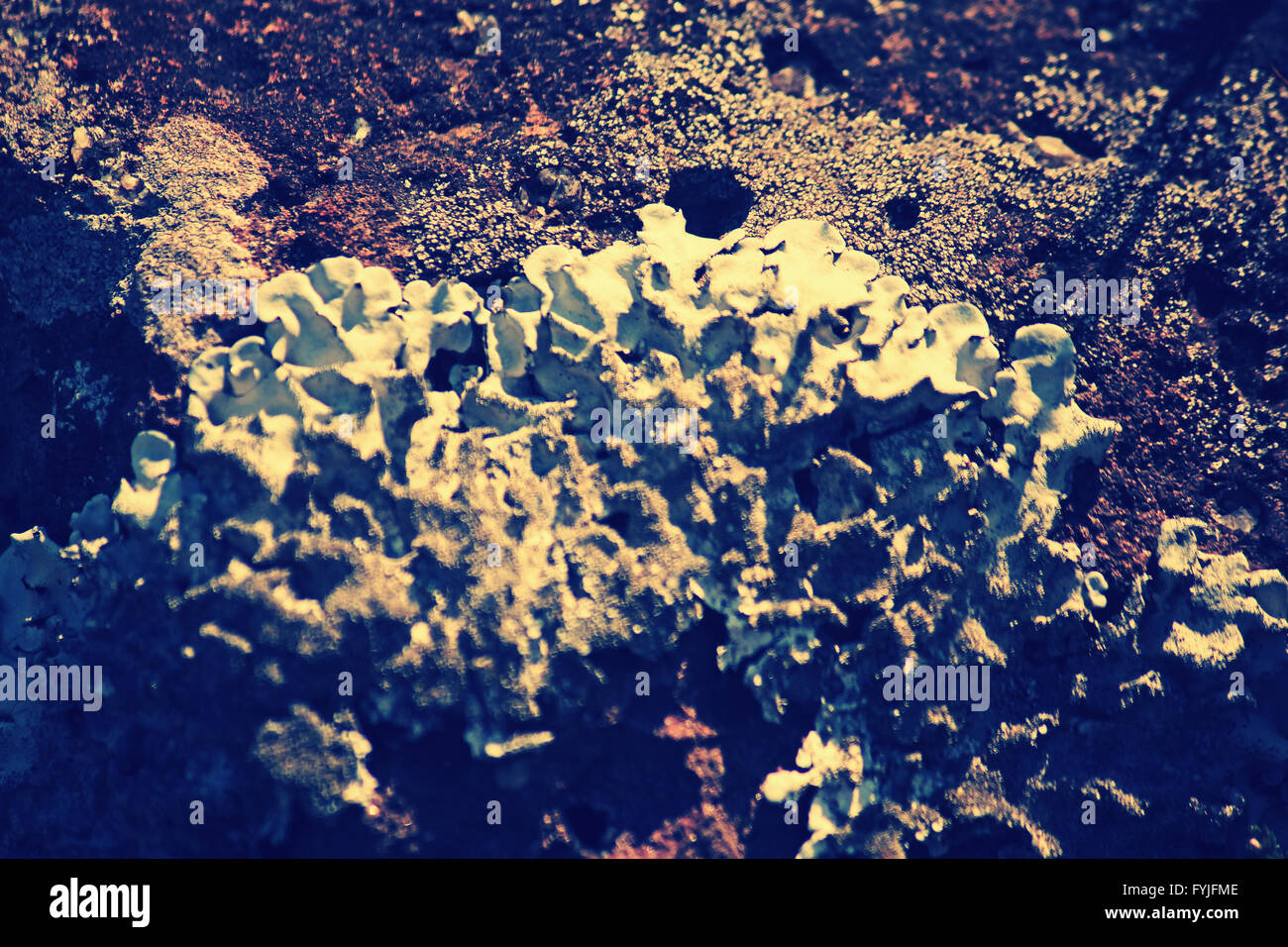 Xanthoparmelia, rock-shield lichen Stock Photo - Alamy