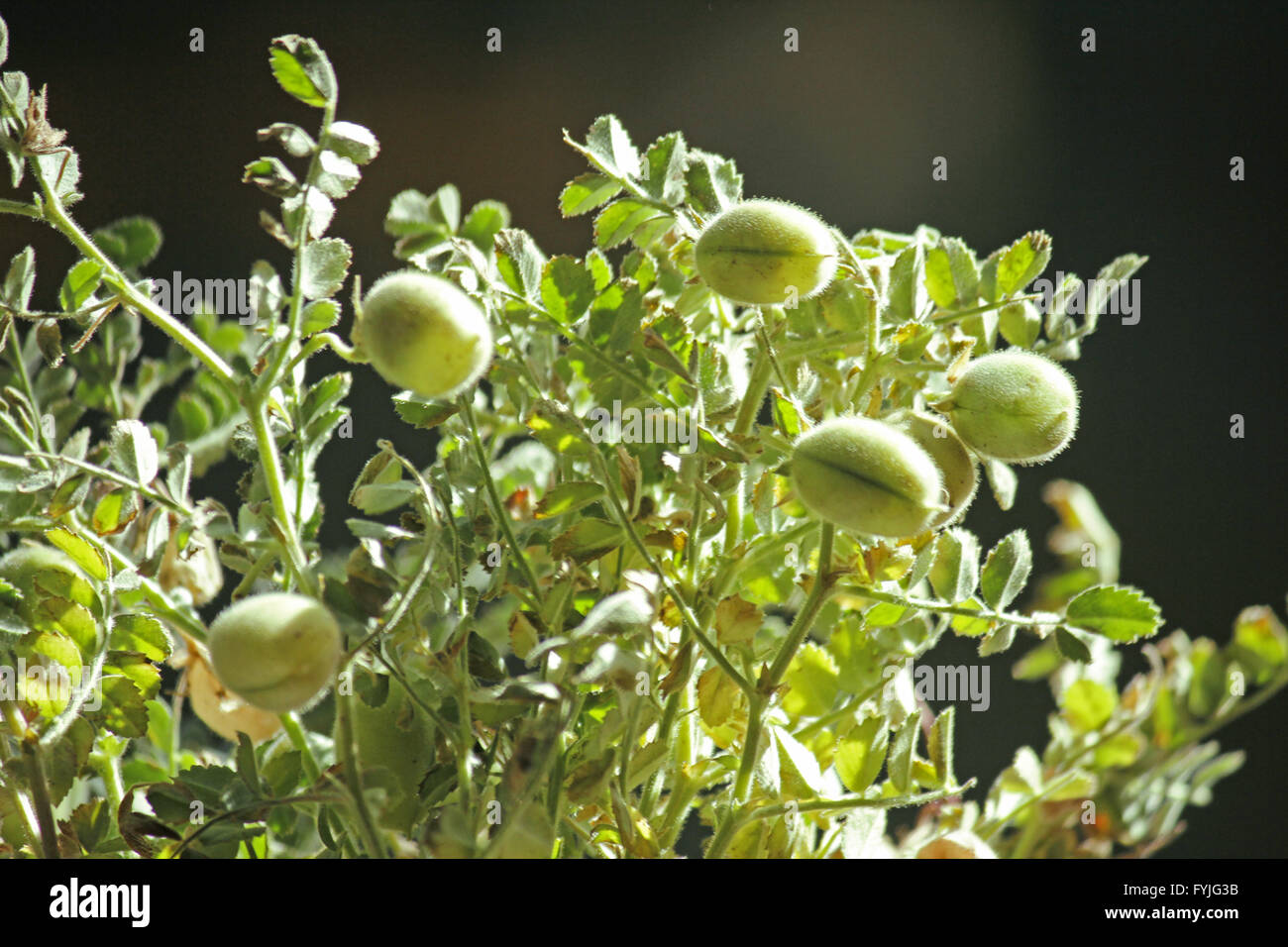 Field of cicer arietinum l Stock Photo - Alamy