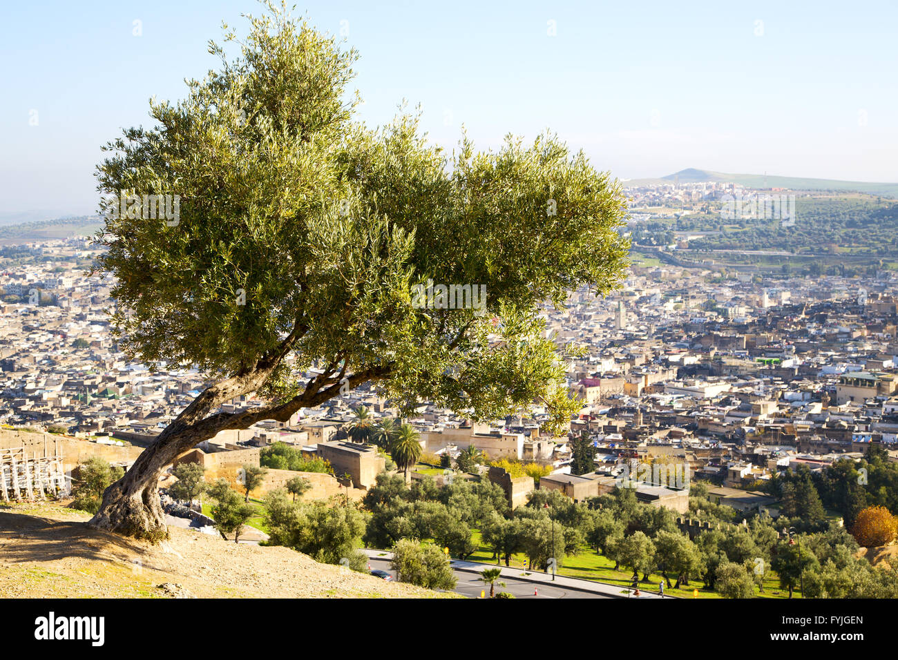 from high in the village morocco tree Stock Photo - Alamy