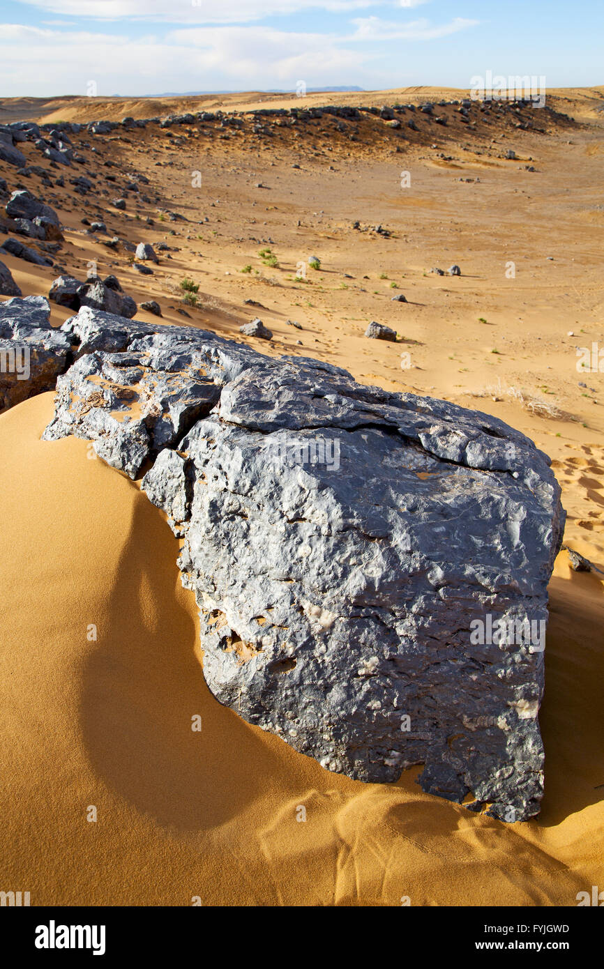bush old in the desert of morocco sahara and rock stone sky Stock Photo ...