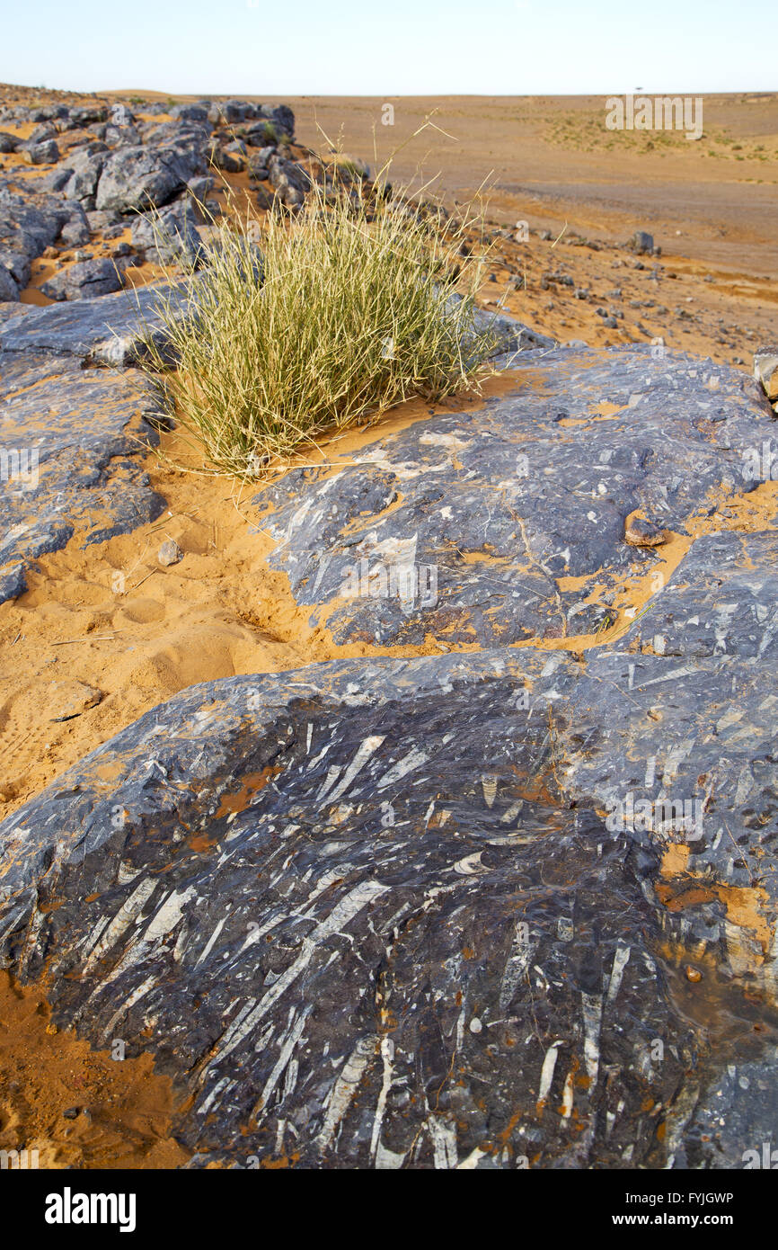 old fossil in the desert of morocco bush Stock Photo - Alamy