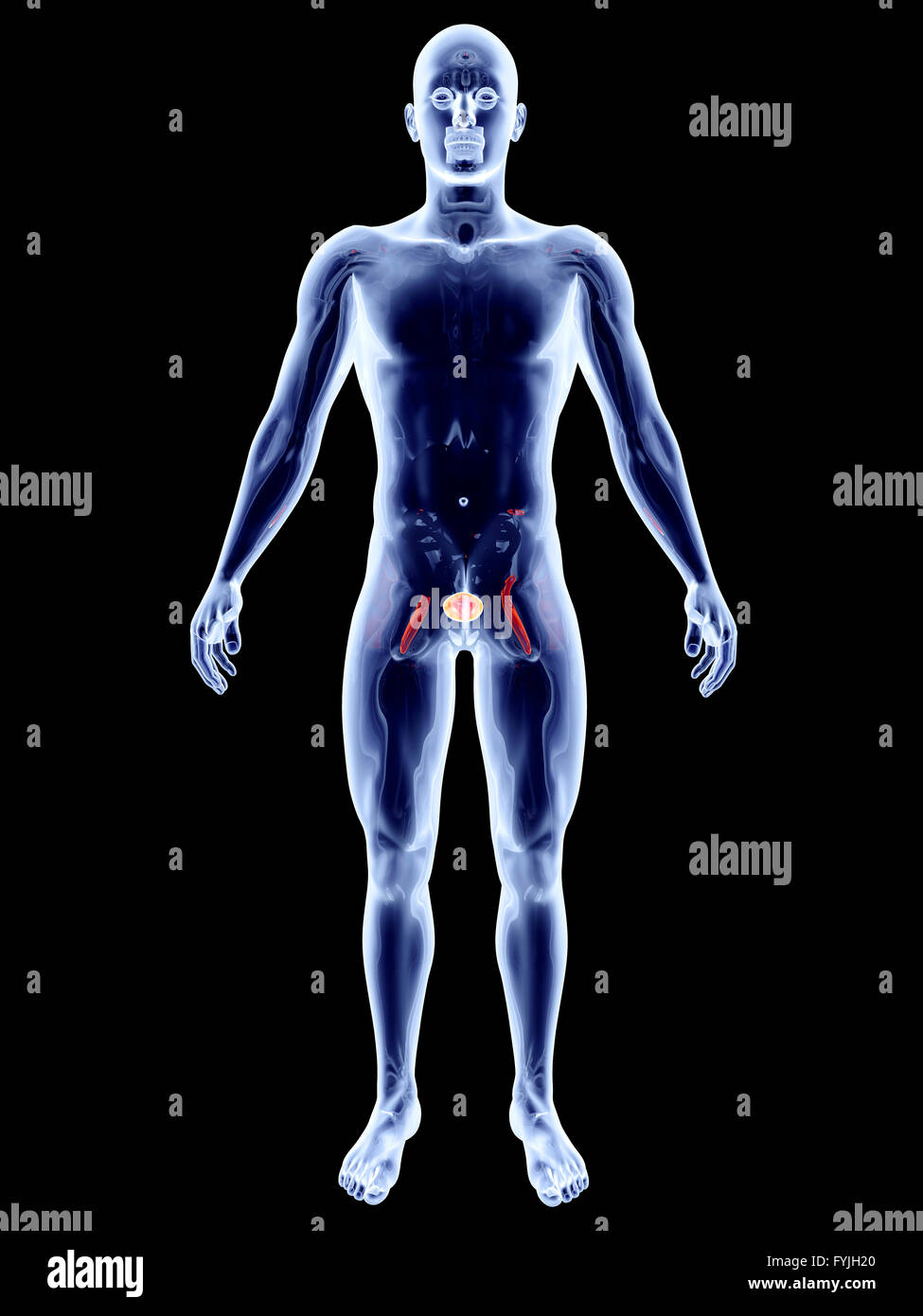 Internal Organs - Bladder Stock Photo - Alamy