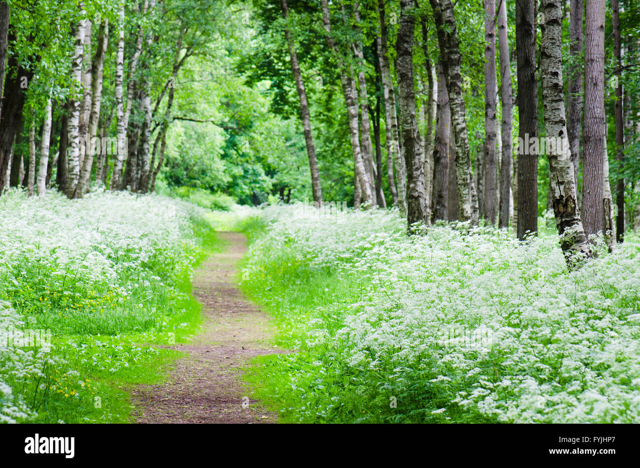 Footpath in a birchwood June day. Summer background Stock Photo - Alamy