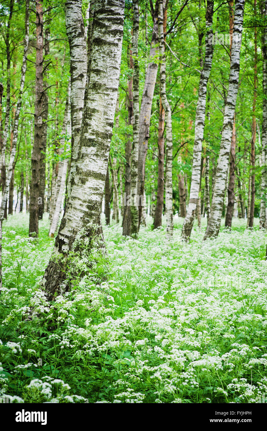 Tree trunks in a birch forest and wild flowers, close-up Stock Photo ...