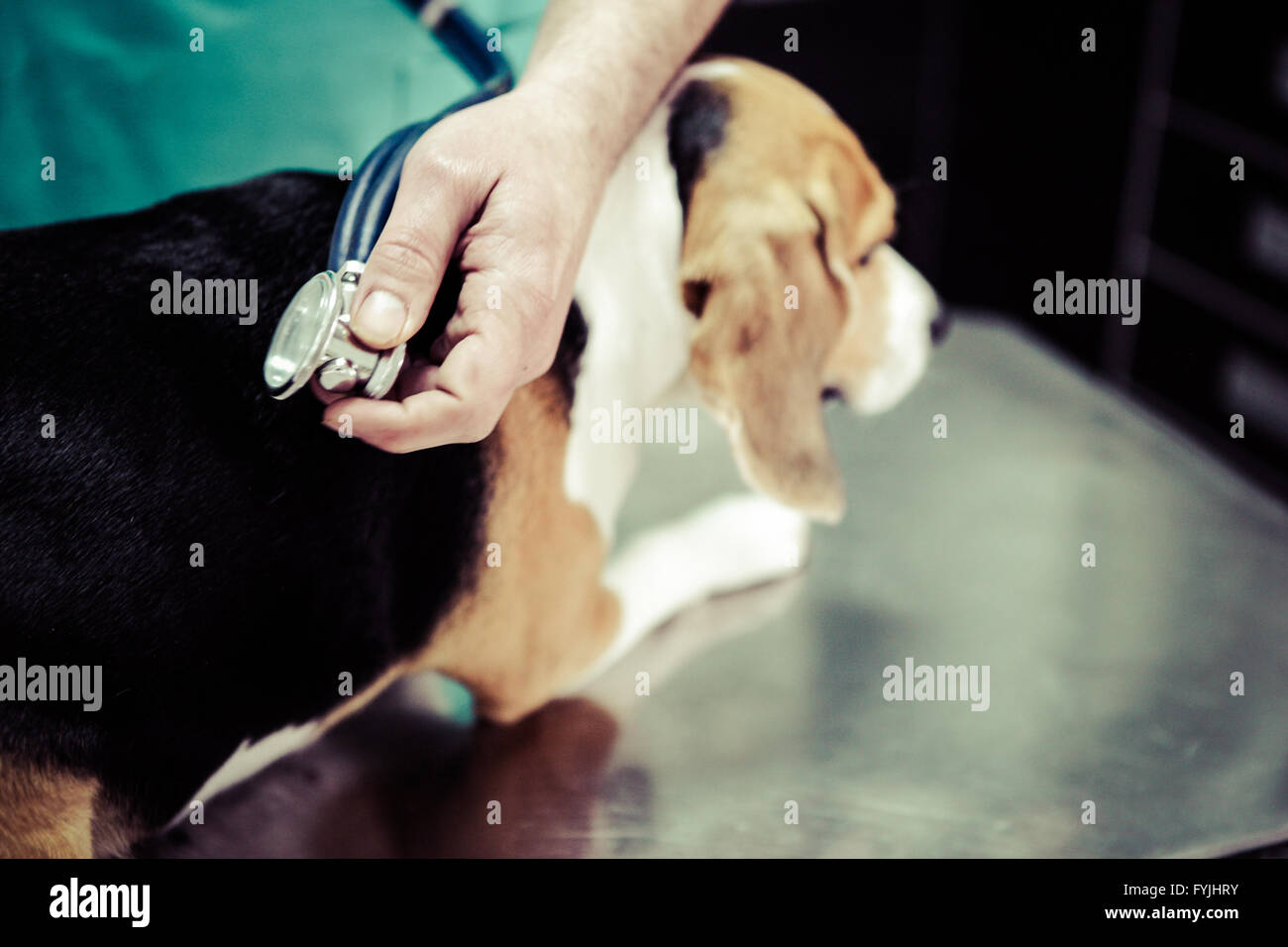 Dog at the vet in the surgery preparation room Stock Photo - Alamy