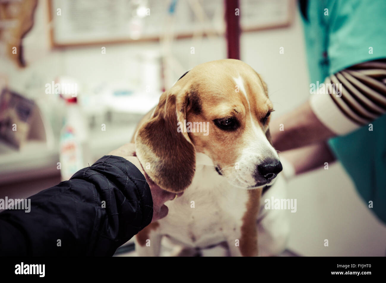 Dog at the vet in the surgery preparation room Stock Photo - Alamy