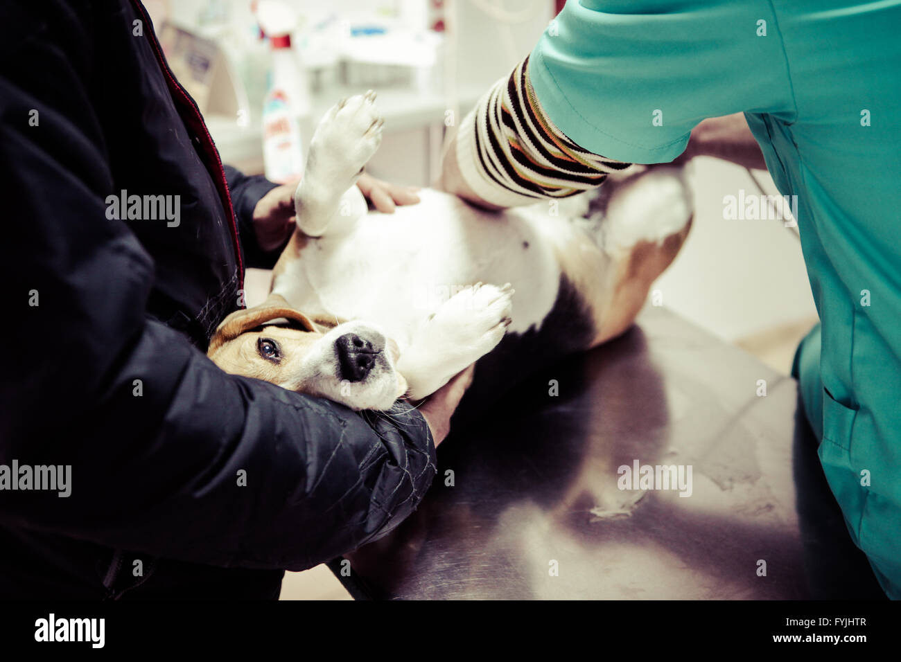 Dog at the vet in the surgery preparation room Stock Photo - Alamy