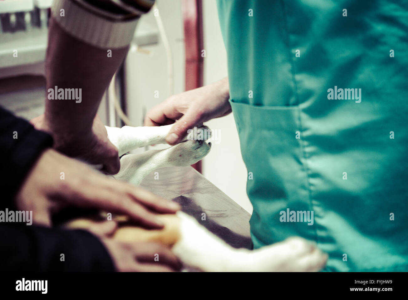 Dog at the vet in the surgery preparation room Stock Photo - Alamy