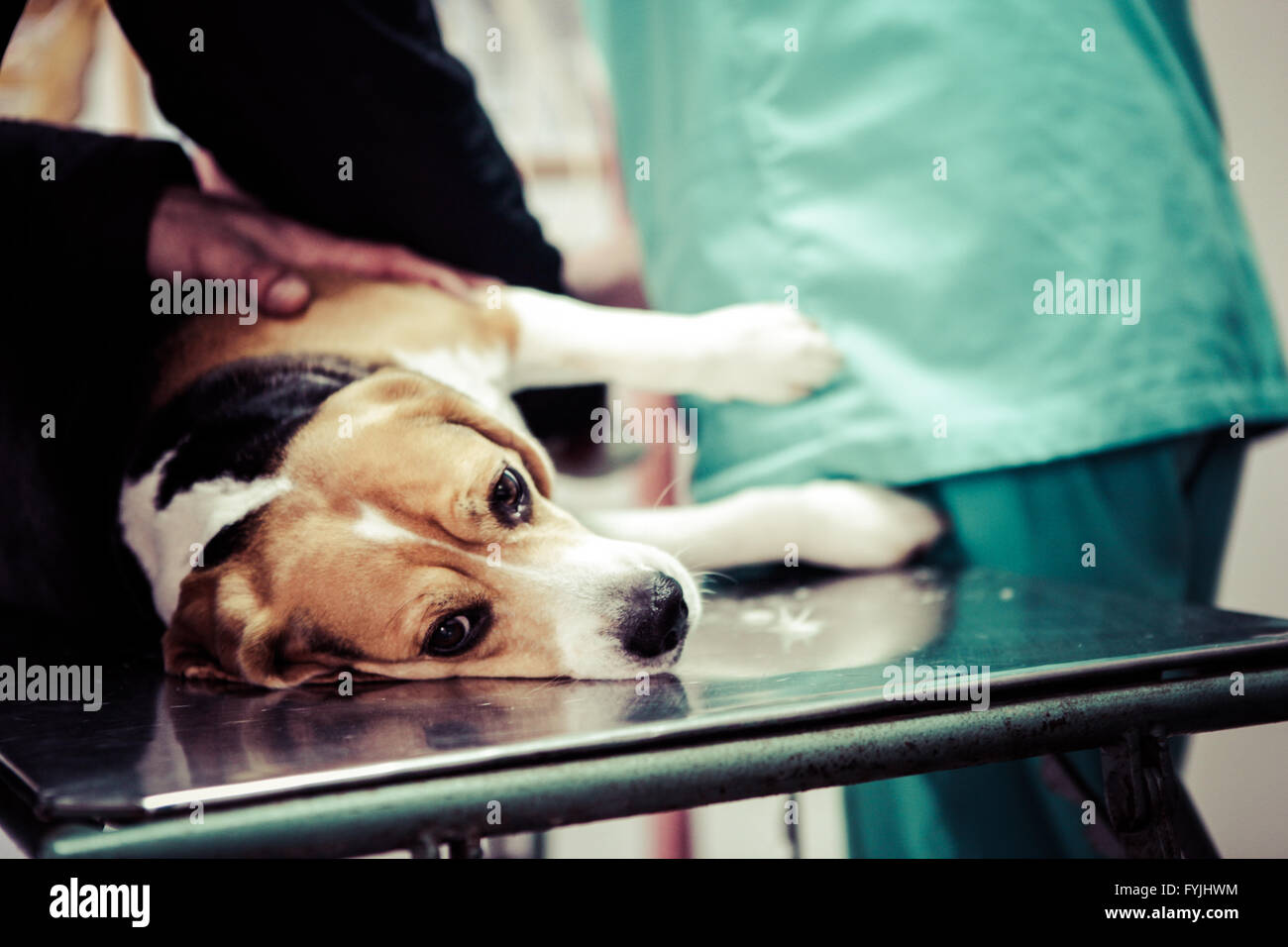 Dog at the vet in the surgery preparation room Stock Photo - Alamy