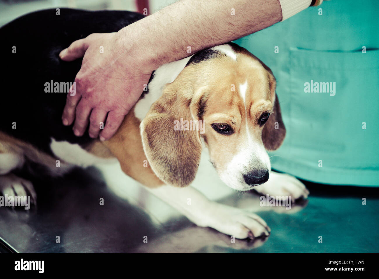 Dog at the vet in the surgery preparation room Stock Photo - Alamy