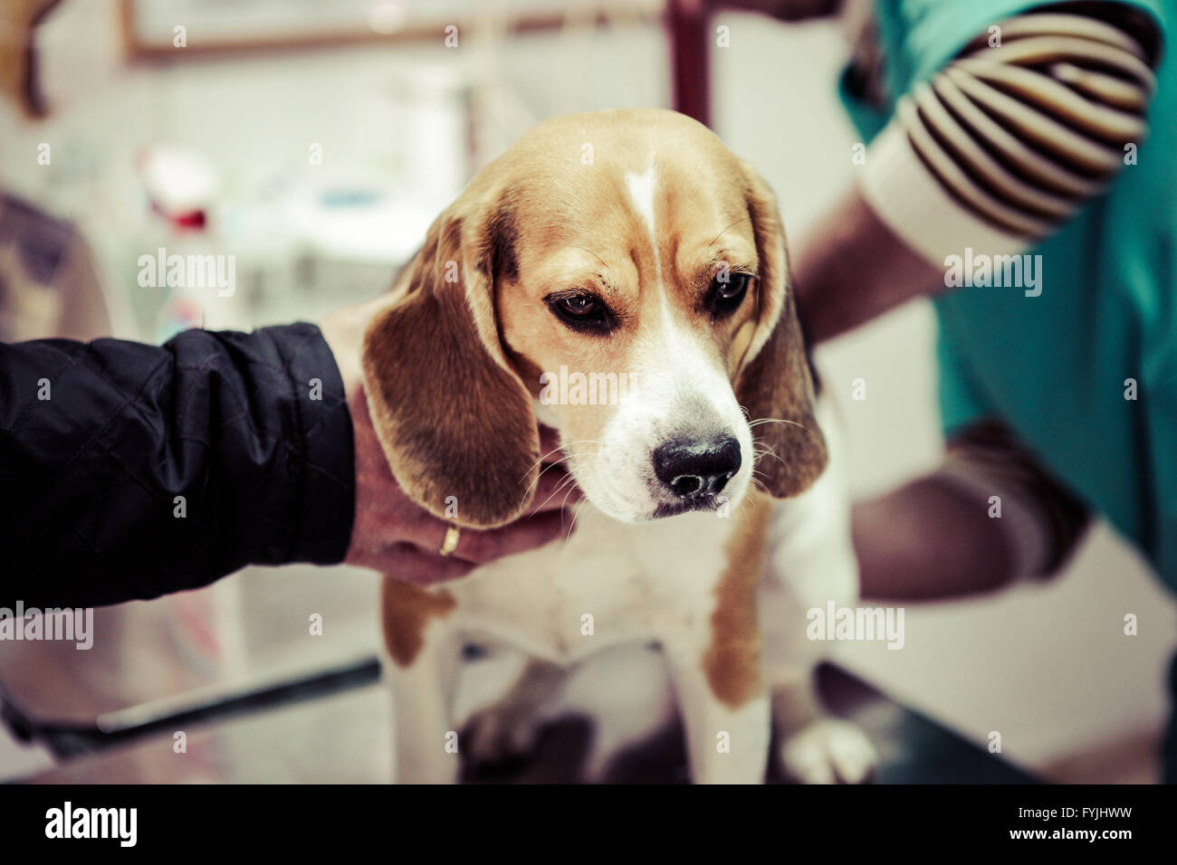 Dog at the vet in the surgery preparation room Stock Photo - Alamy
