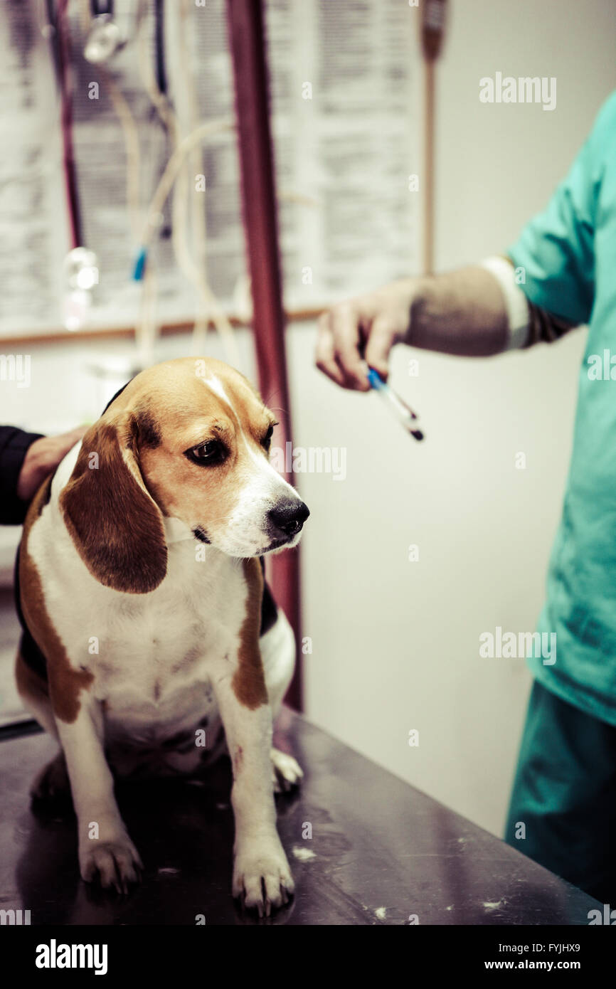 Dog at the vet in the surgery preparation room Stock Photo - Alamy