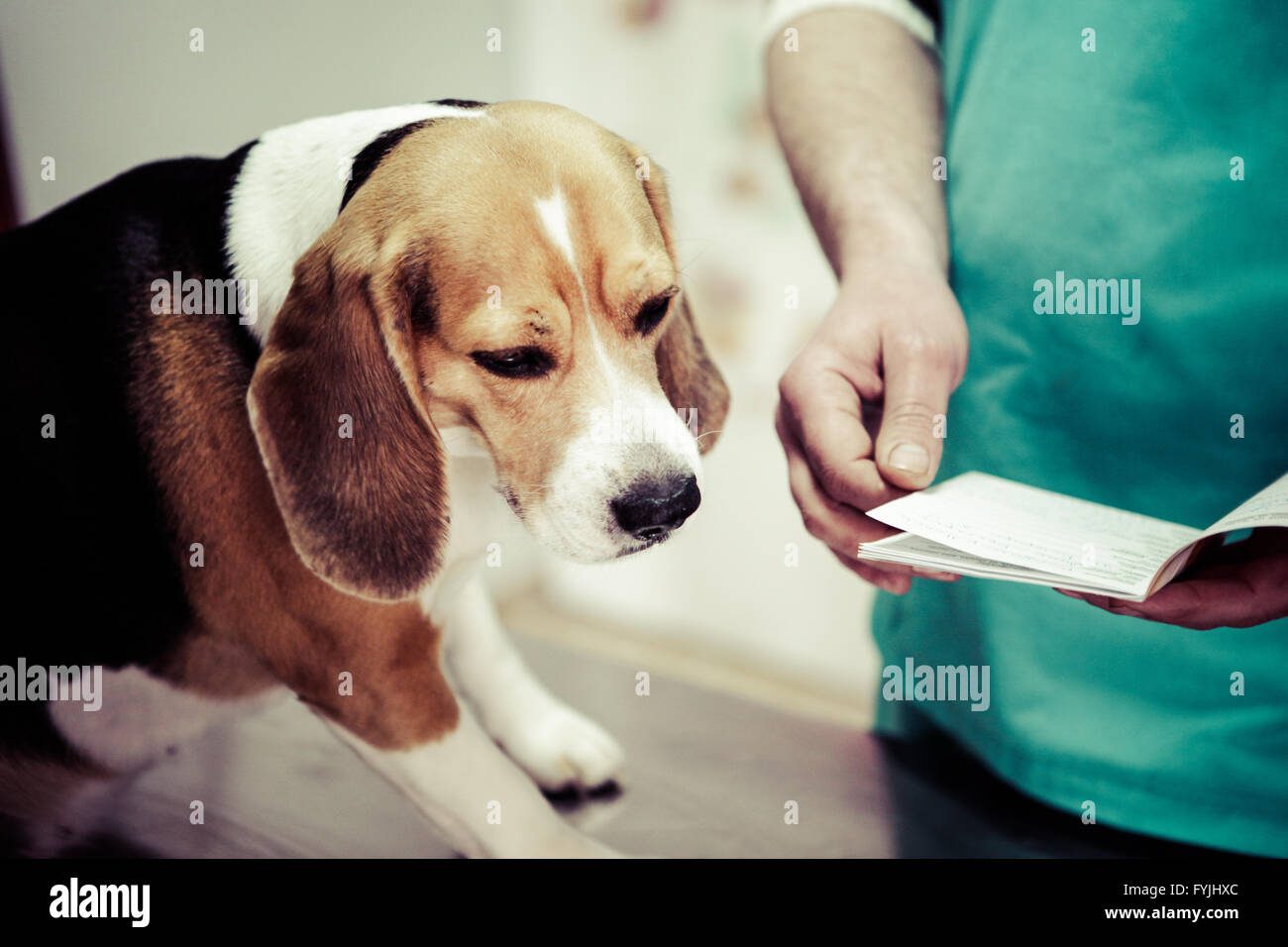 Dog at the vet in the surgery preparation room Stock Photo - Alamy