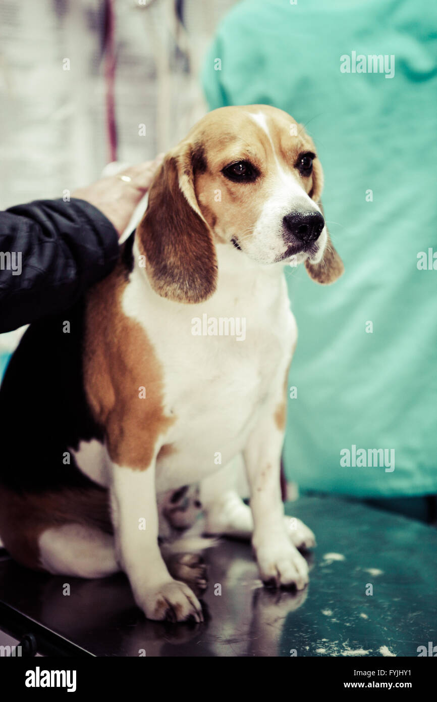Dog at the vet in the surgery preparation room Stock Photo - Alamy