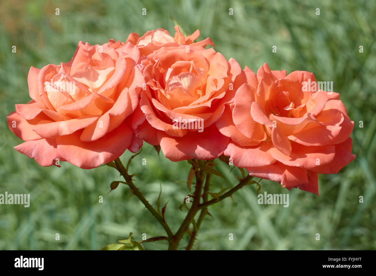 Three coral roses Stock Photo - Alamy