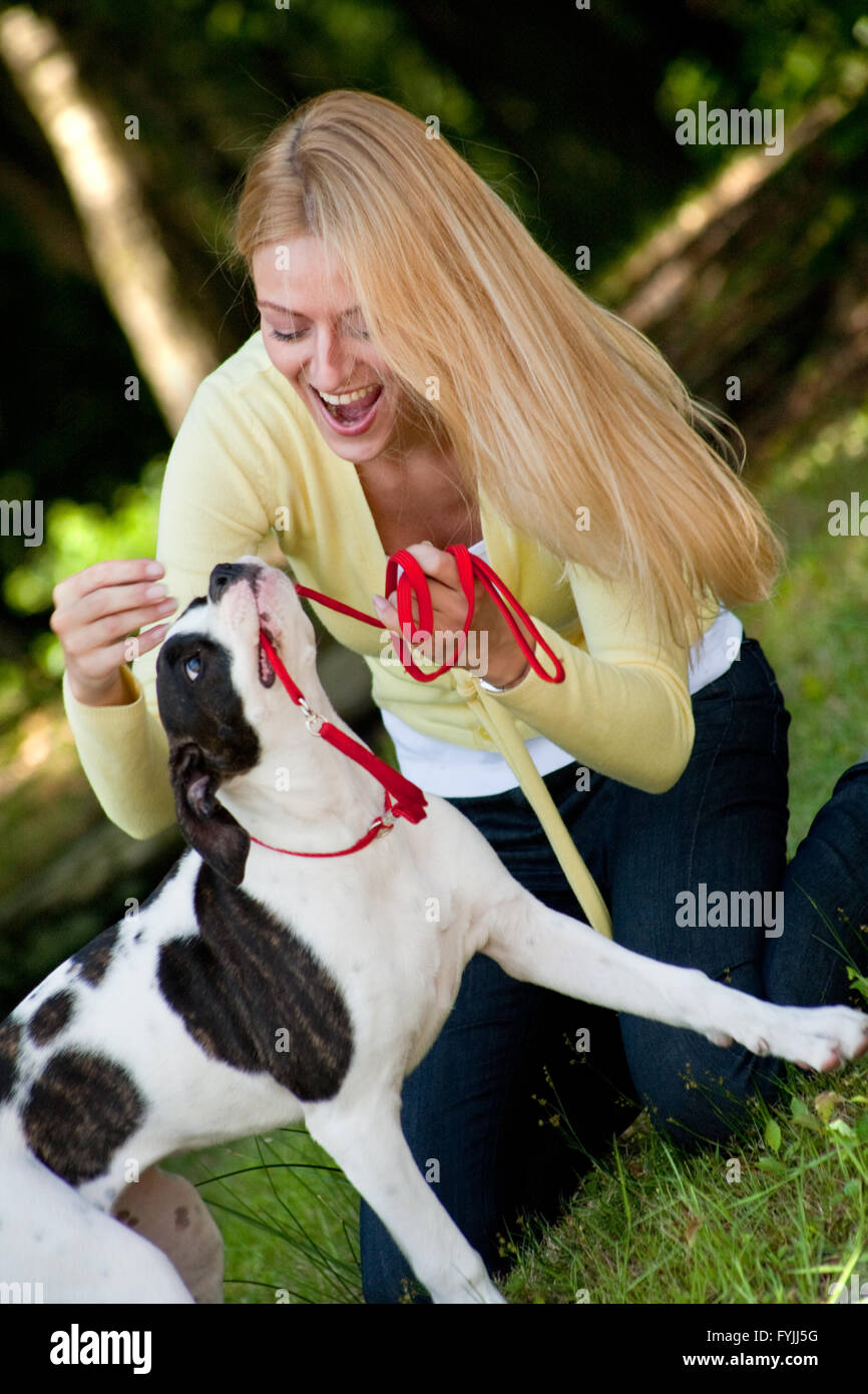 Playing with an american bulldog Stock Photo - Alamy