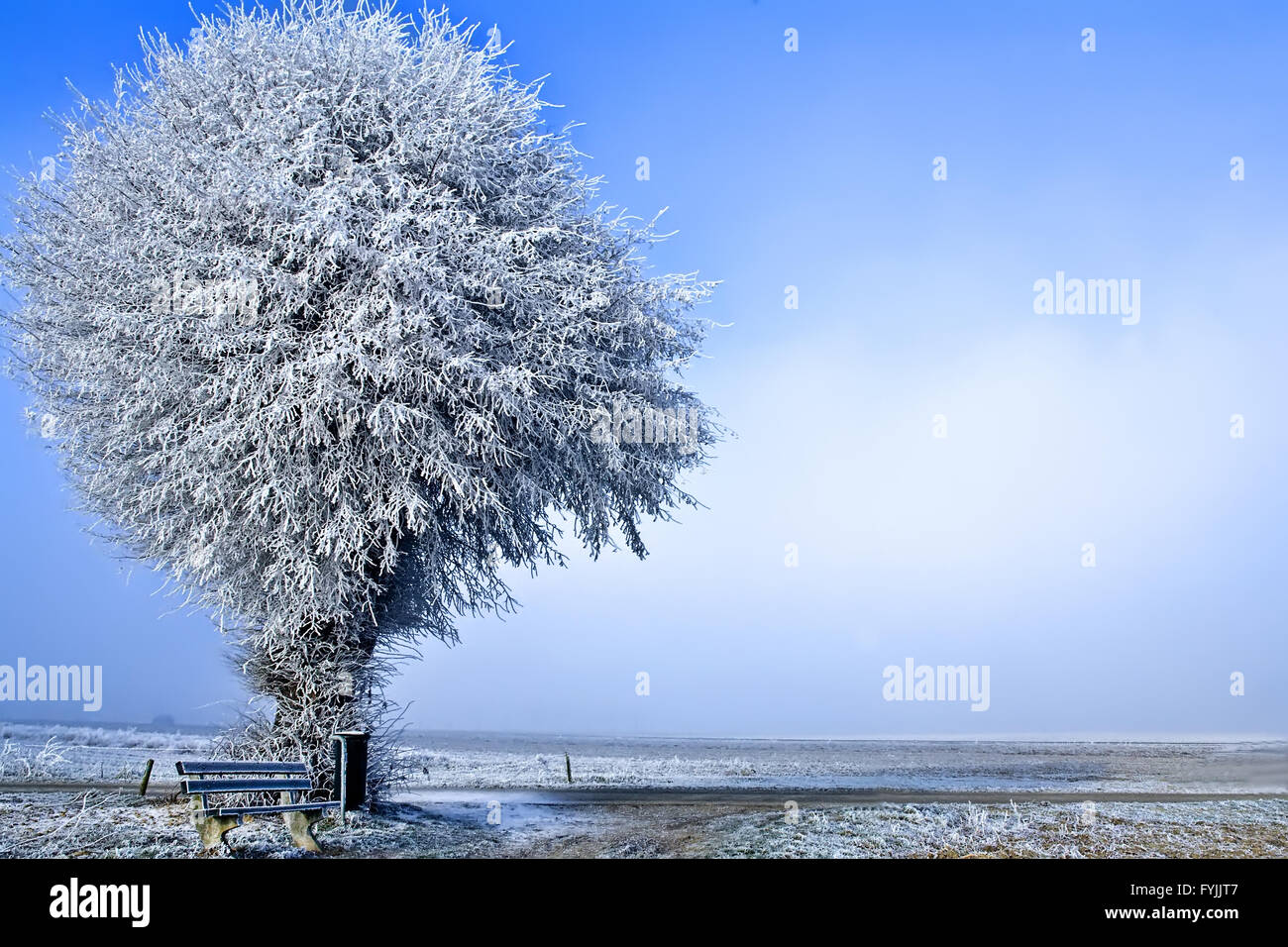 Winter landscape a single tree Stock Photo - Alamy