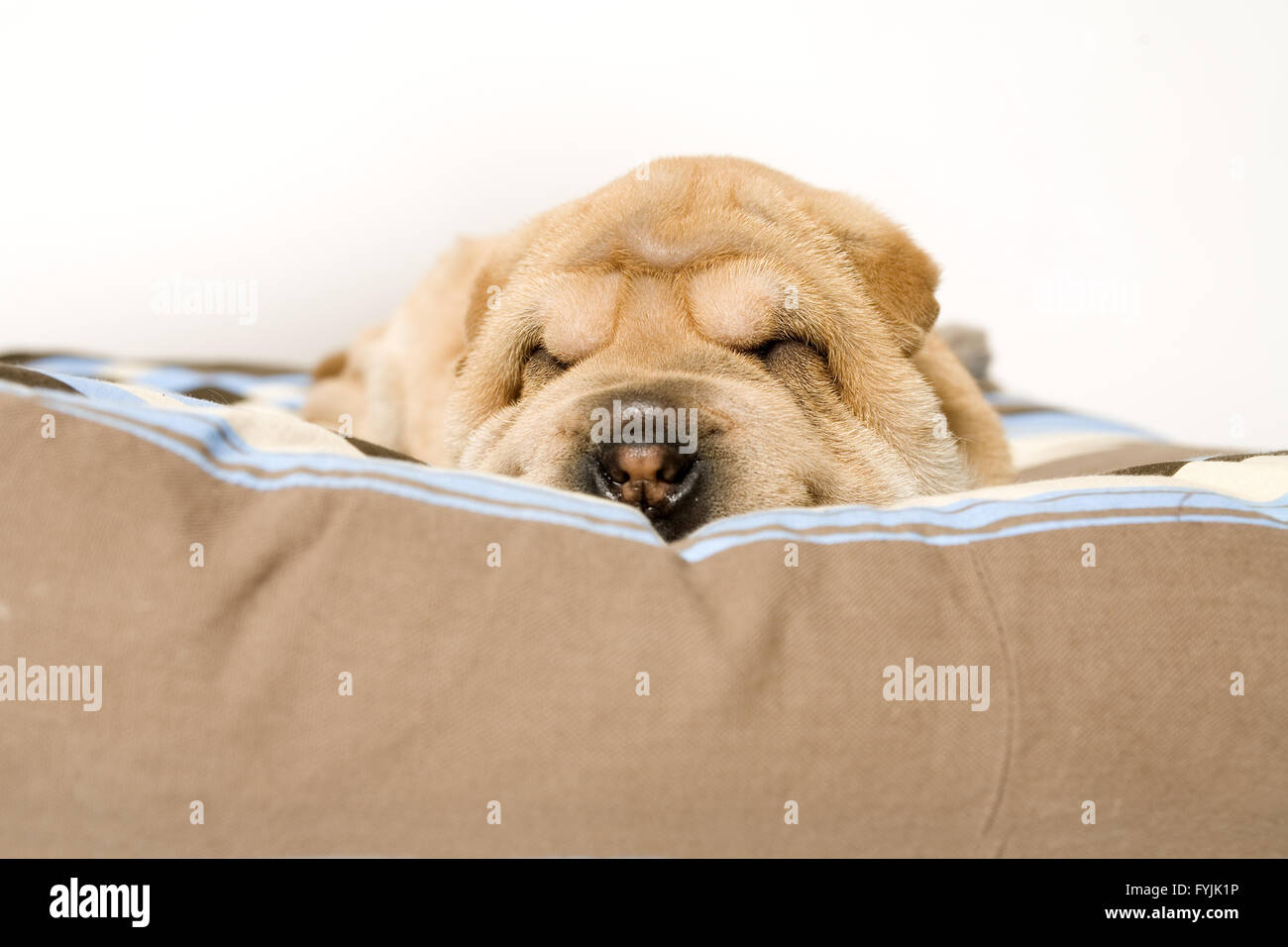 Sleeping sharpei pup Stock Photo - Alamy