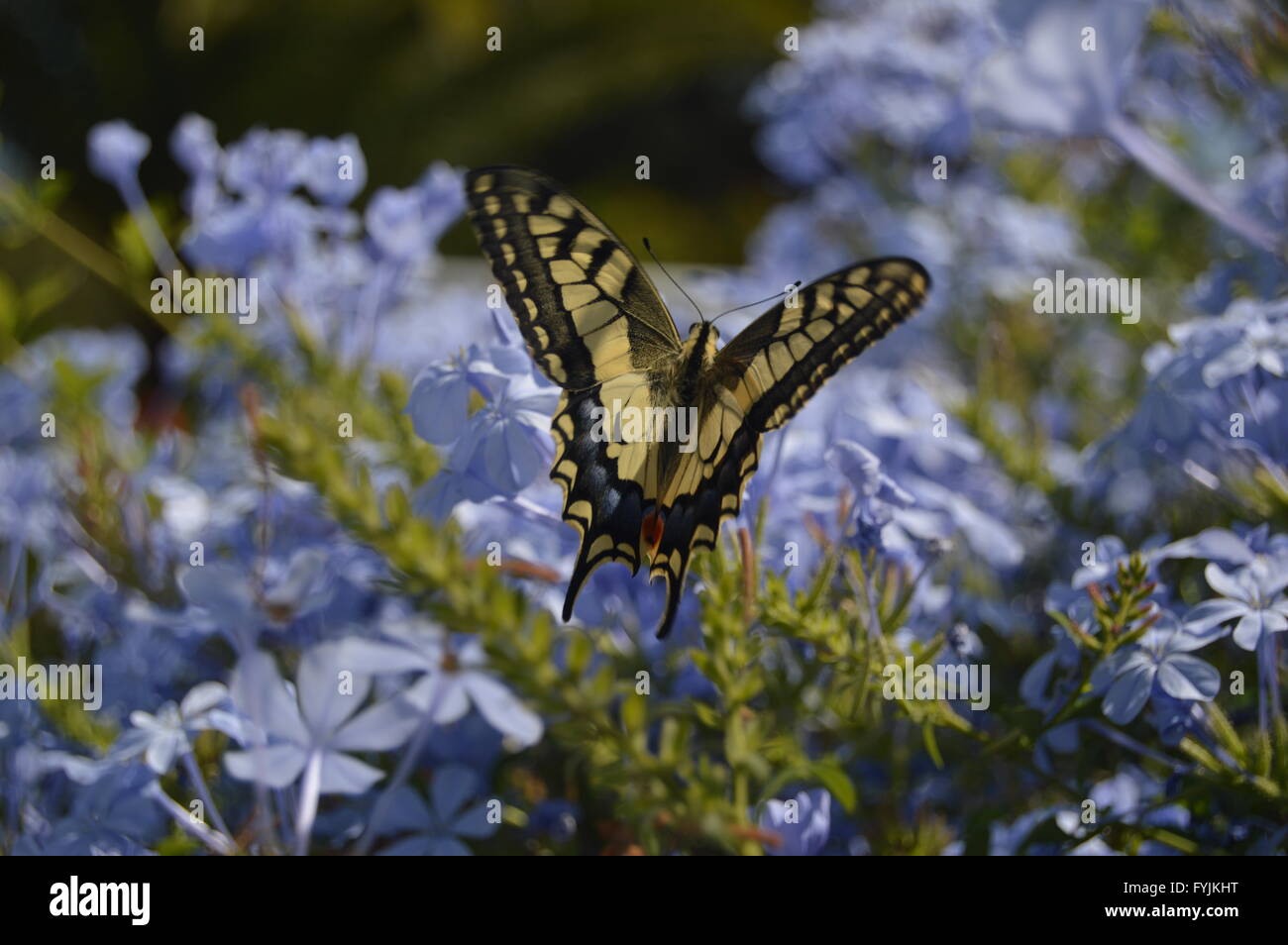 A Swallowtail butterfly (Papilio machaon) a rare butterfly from the ...