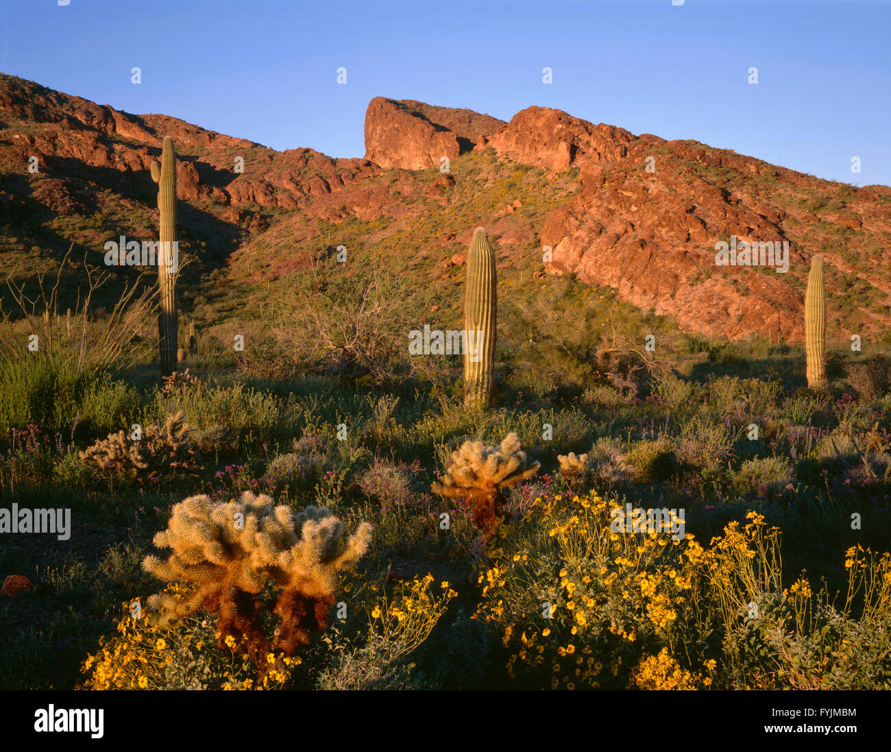 Kofa national wildlife refuge hi-res stock photography and images - Alamy
