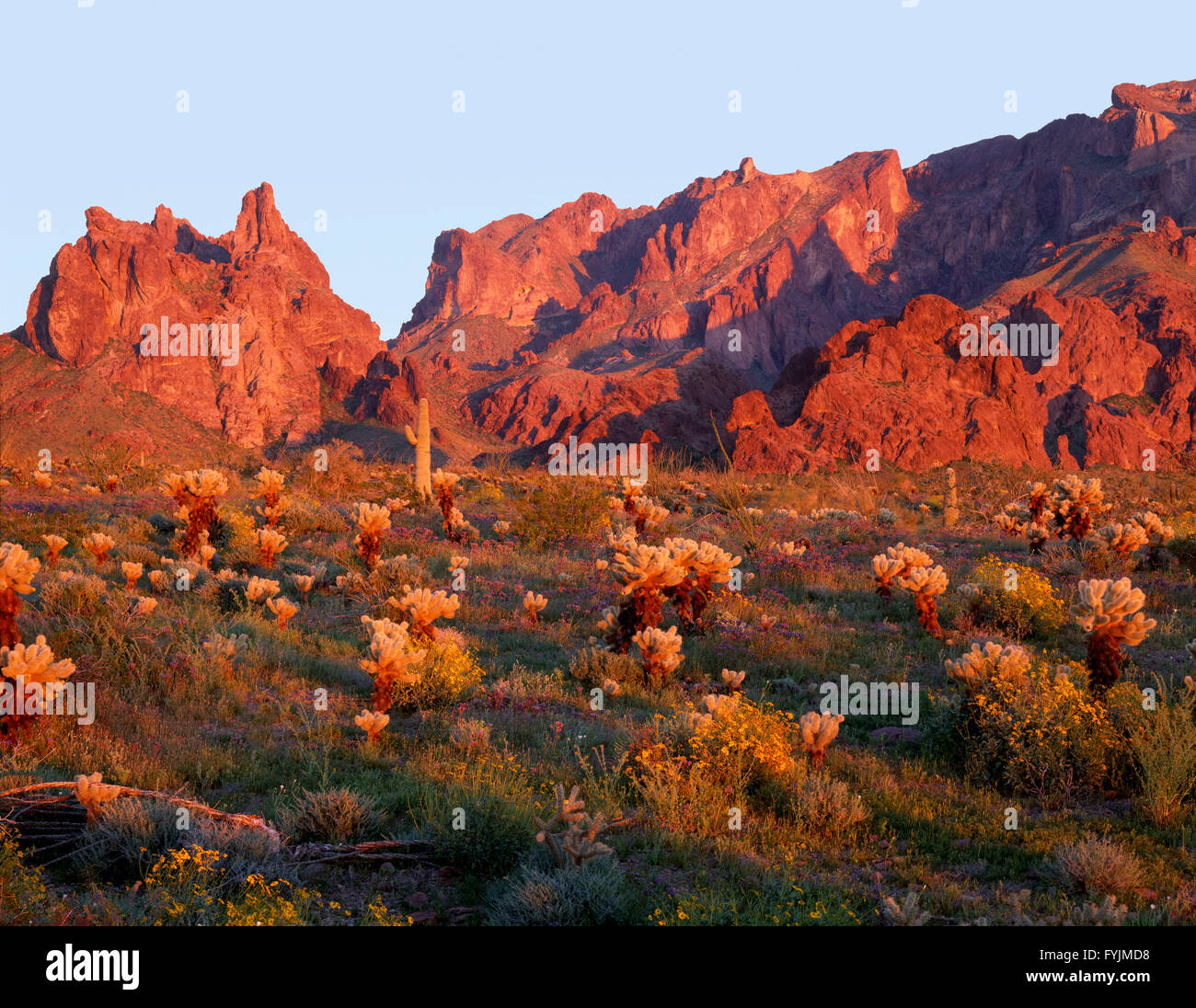 Kofa national wildlife refuge hi-res stock photography and images - Alamy