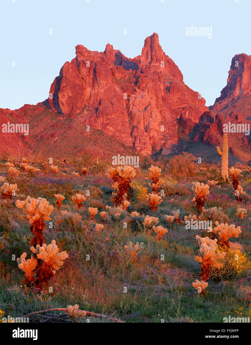 USA, Arizona, Kofa National Wildlife Refuge, Sunset light on ...