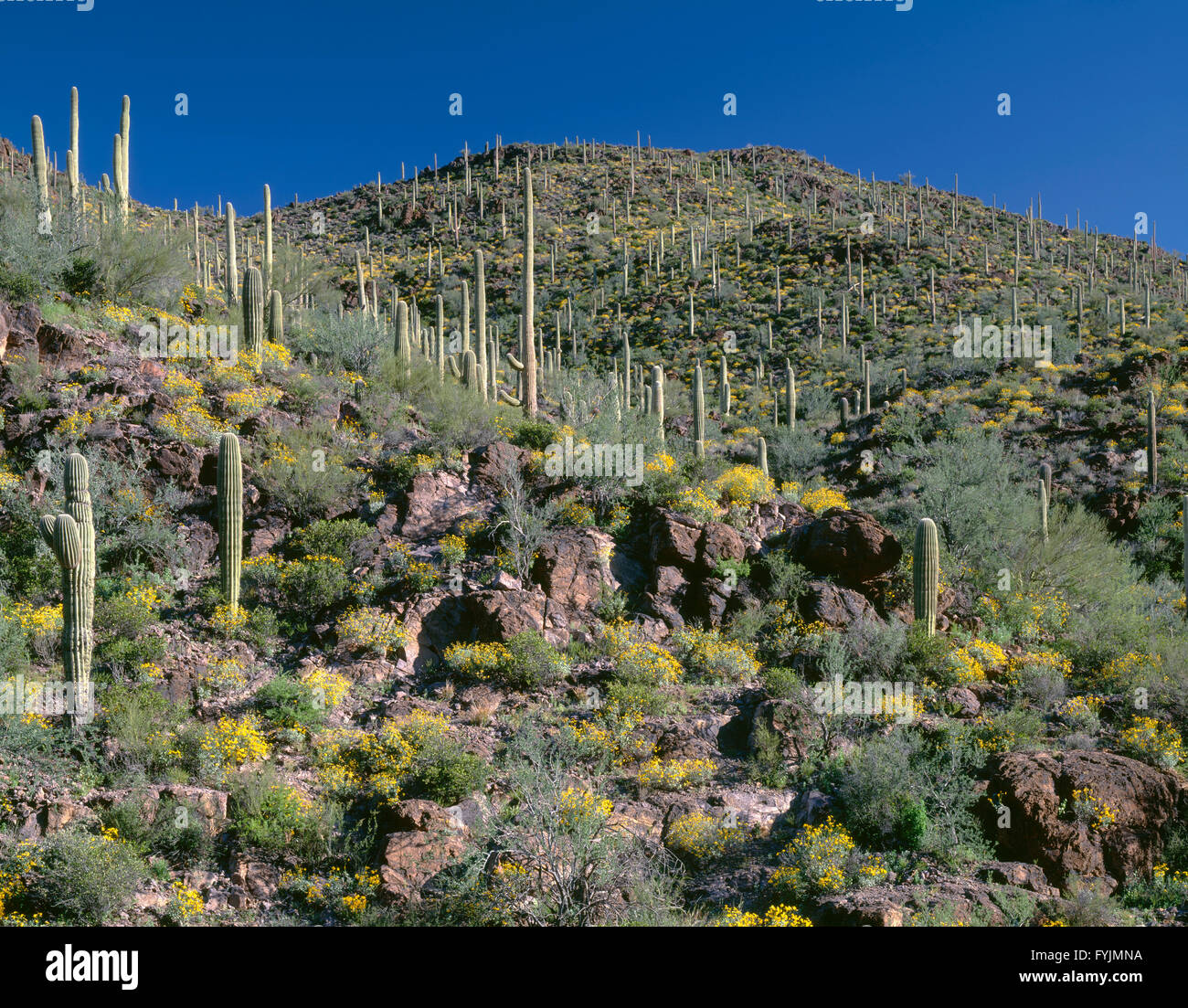 USA, Arizona, Tucson Mountain County Park, Lush spring bloom of ...