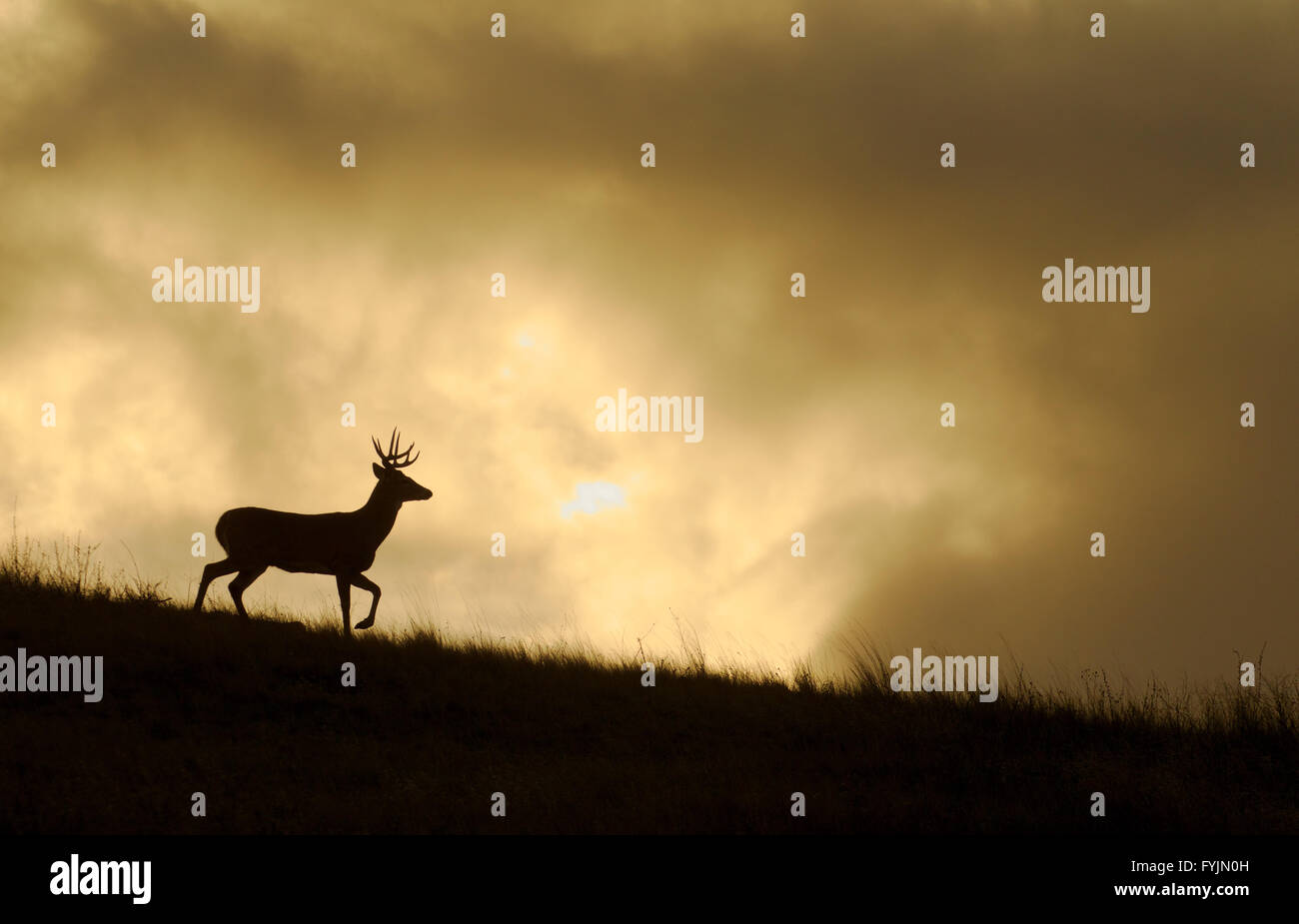 Native american hunting deer hi-res stock photography and images - Alamy
