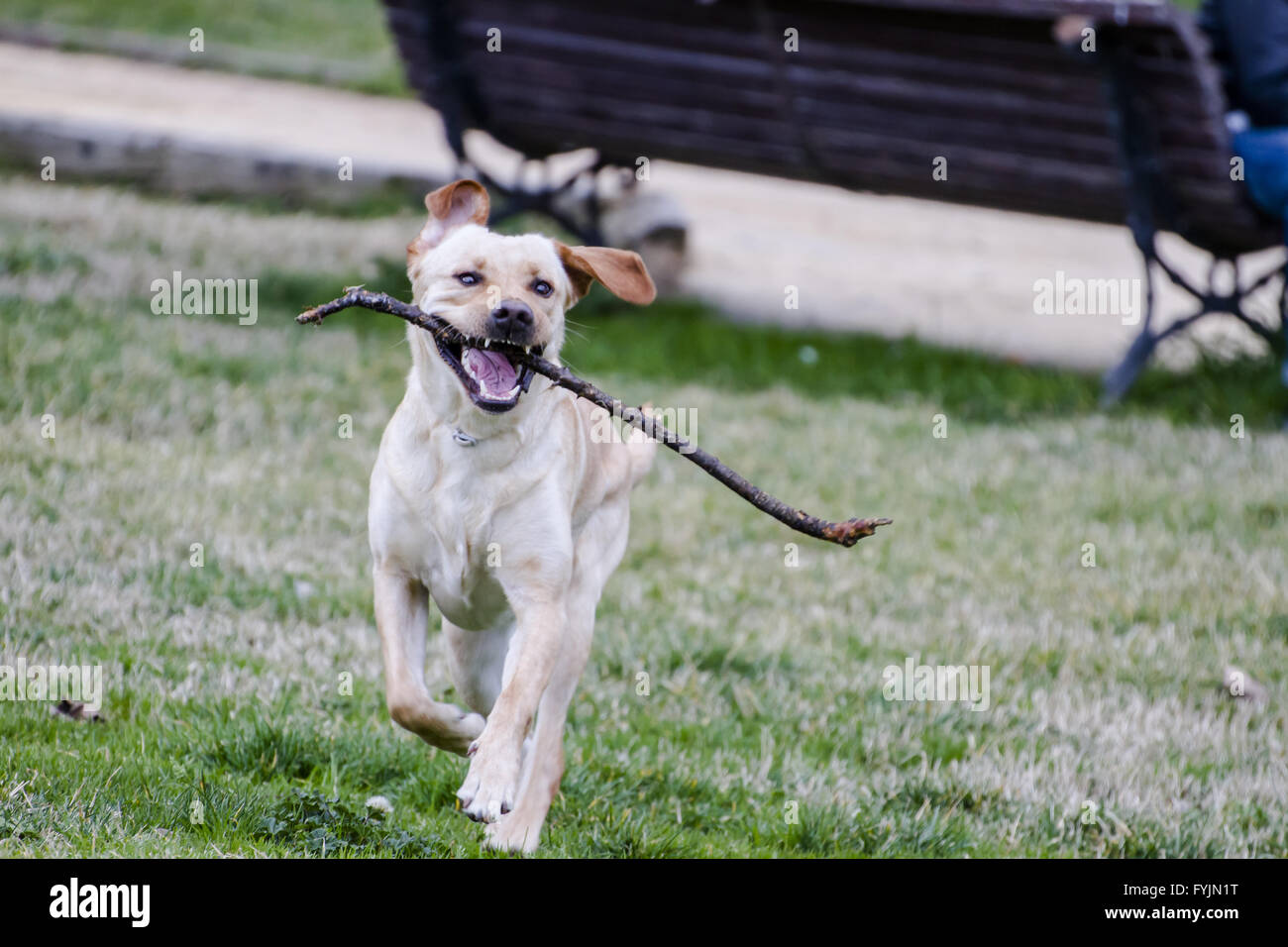 A Brown labrador running with a stick in its mouth in a grass field ...