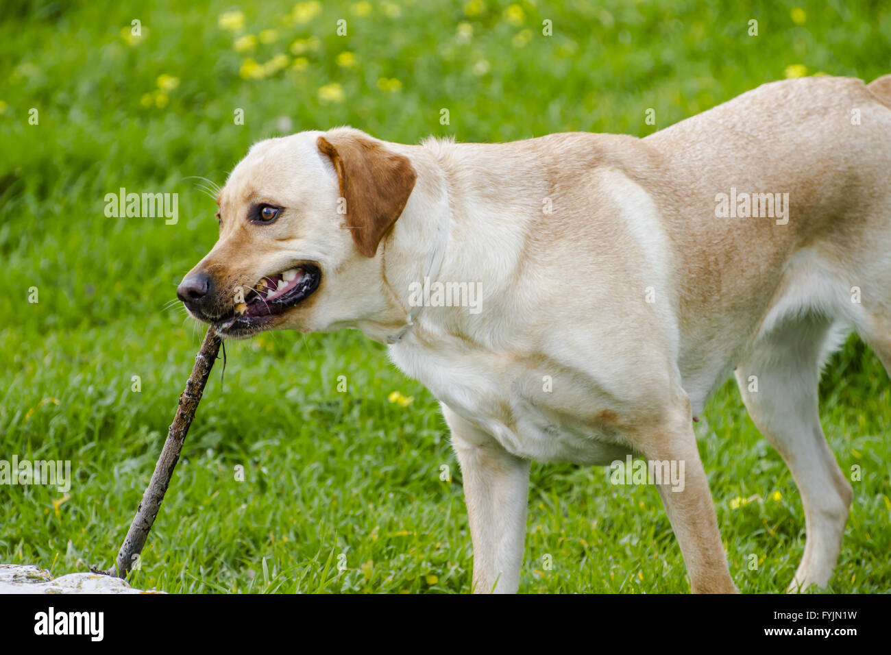 A Brown labrador running with a stick in its mouth in a grass field ...