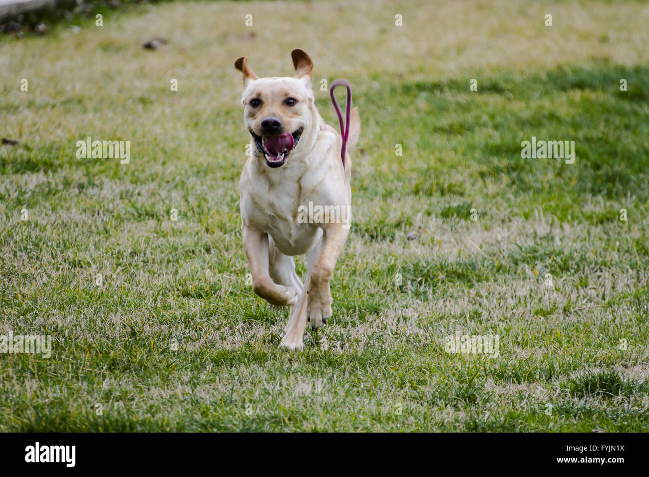 Yellow lab autumn hi-res stock photography and images - Alamy