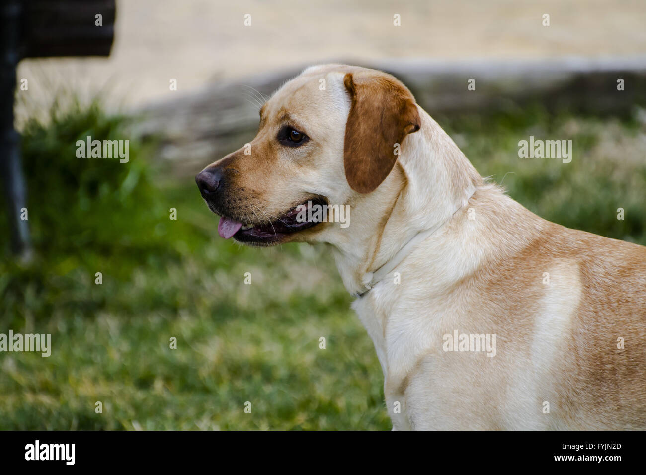 A Brown labrador in a grass field Stock Photo - Alamy