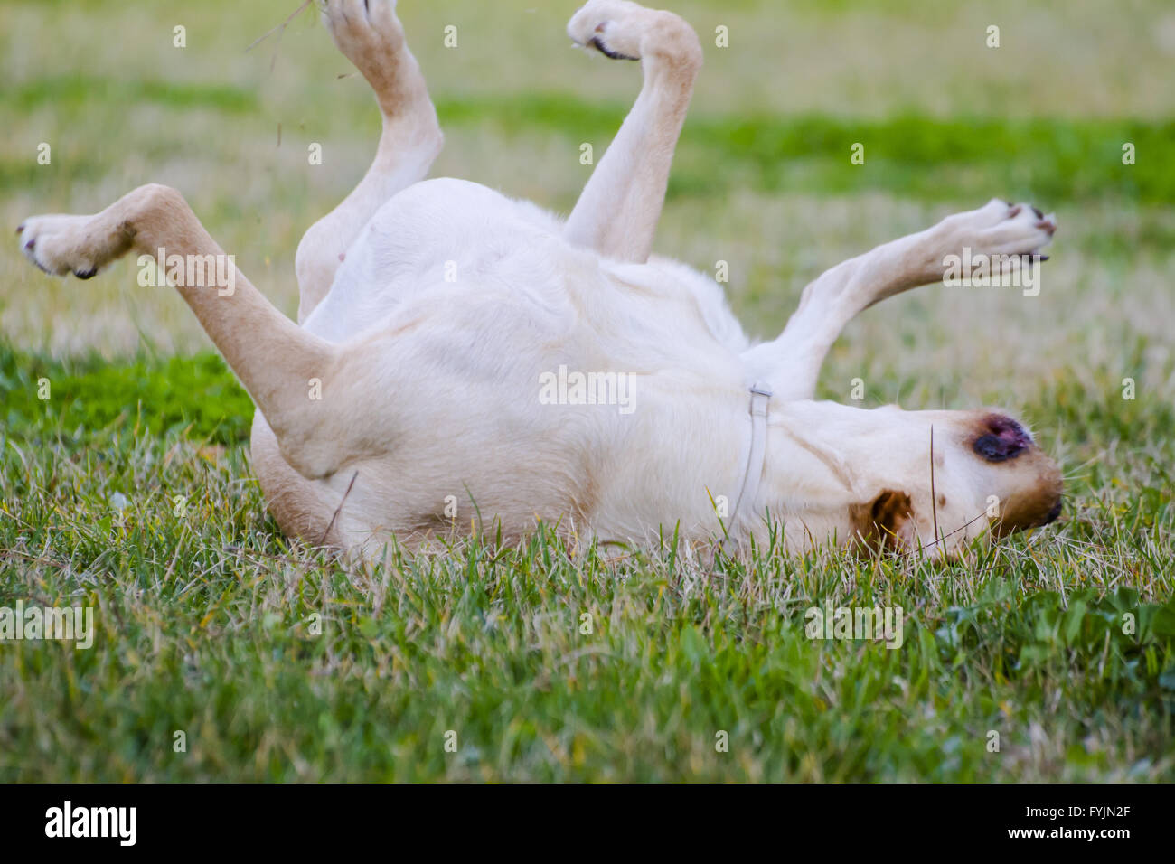 A Brown labrador in a grass field Stock Photo - Alamy