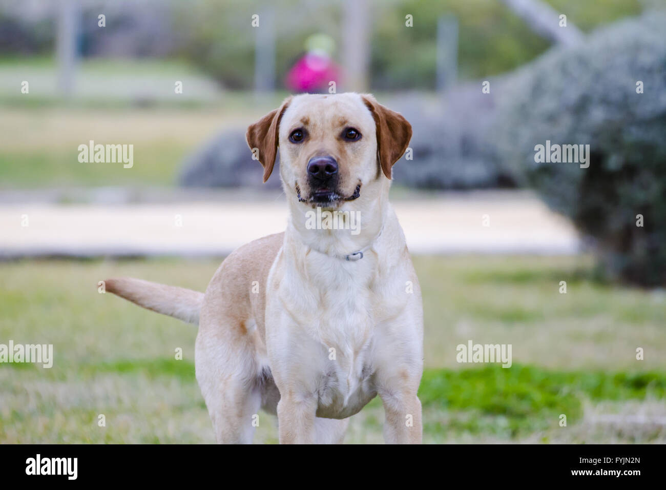 A Brown labrador in a grass field Stock Photo - Alamy