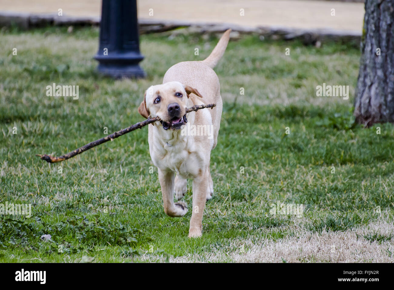 A Brown labrador running with a stick in its mouth in a grass field ...