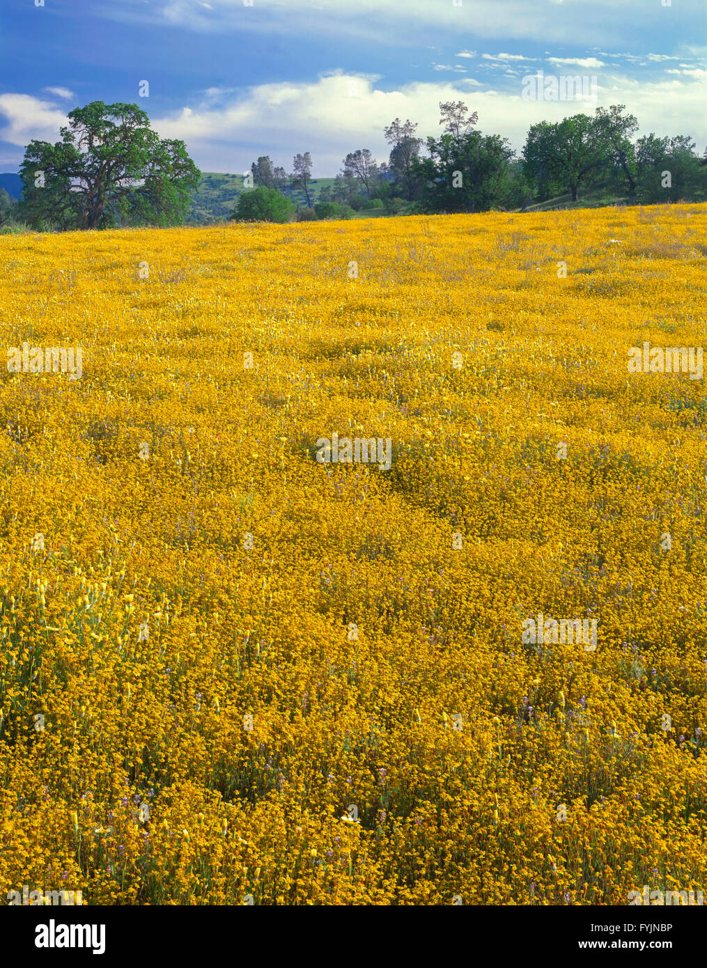 USA, California, Coast Range, Huge meadow of goldfields and dandelions ...