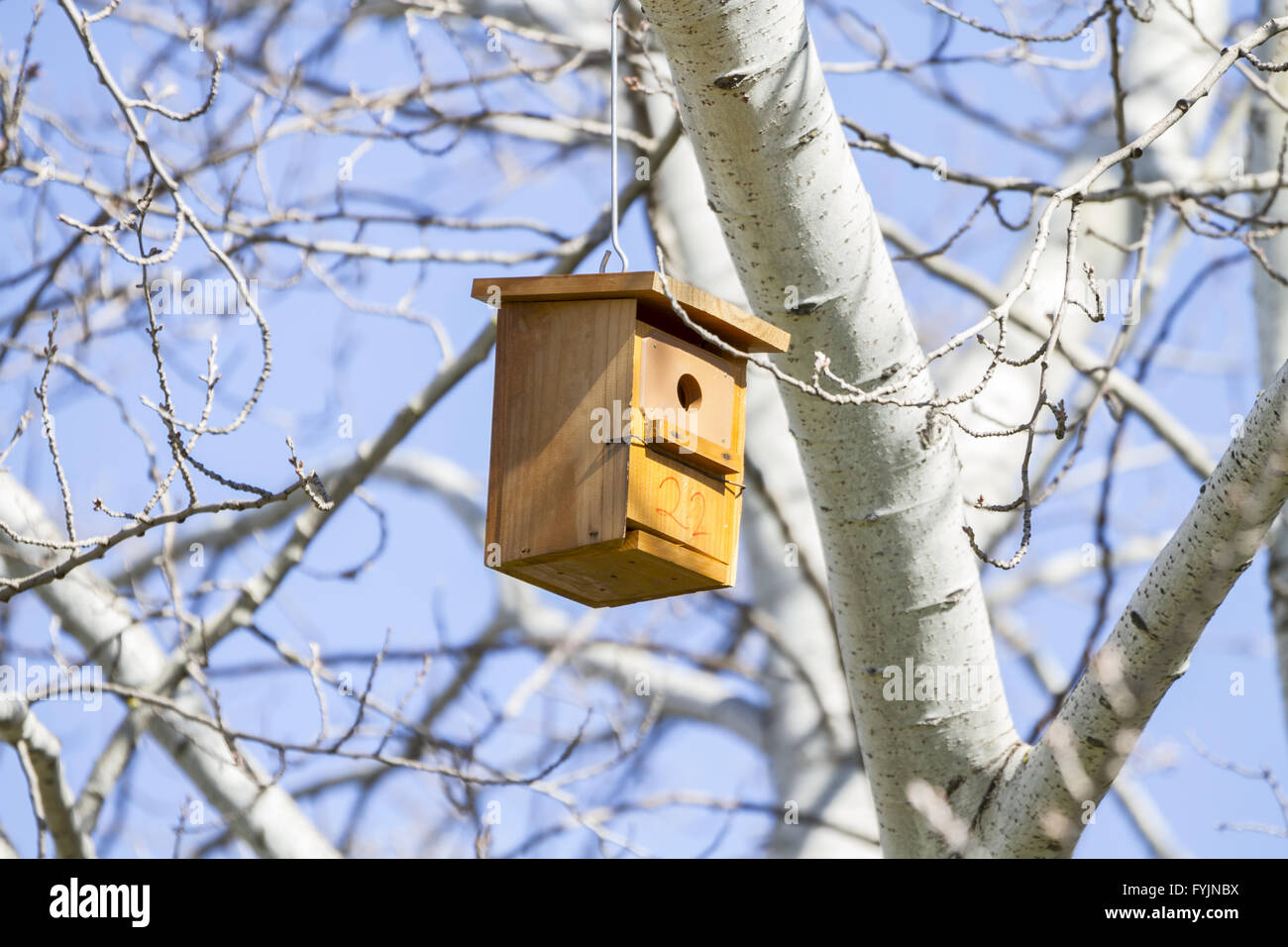 Bird house on the tree in the summer woods Stock Photo - Alamy