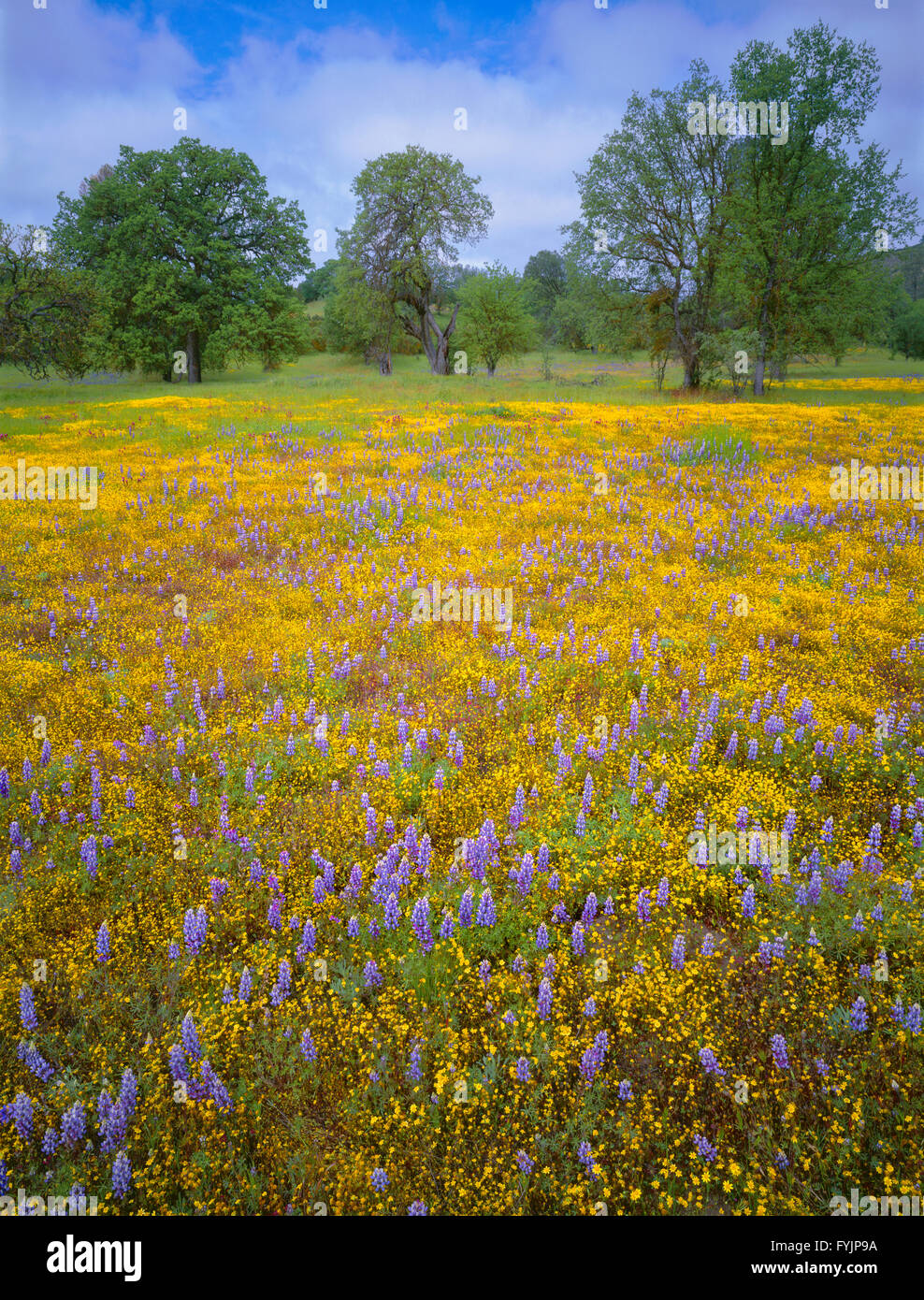 The oaks goldfield hi-res stock photography and images - Alamy