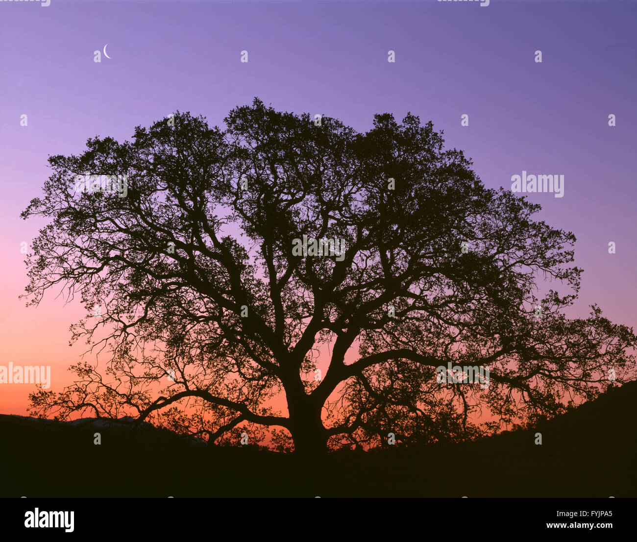 USA, California, Coast Range Mountains, Crescent moon above oak trees ...